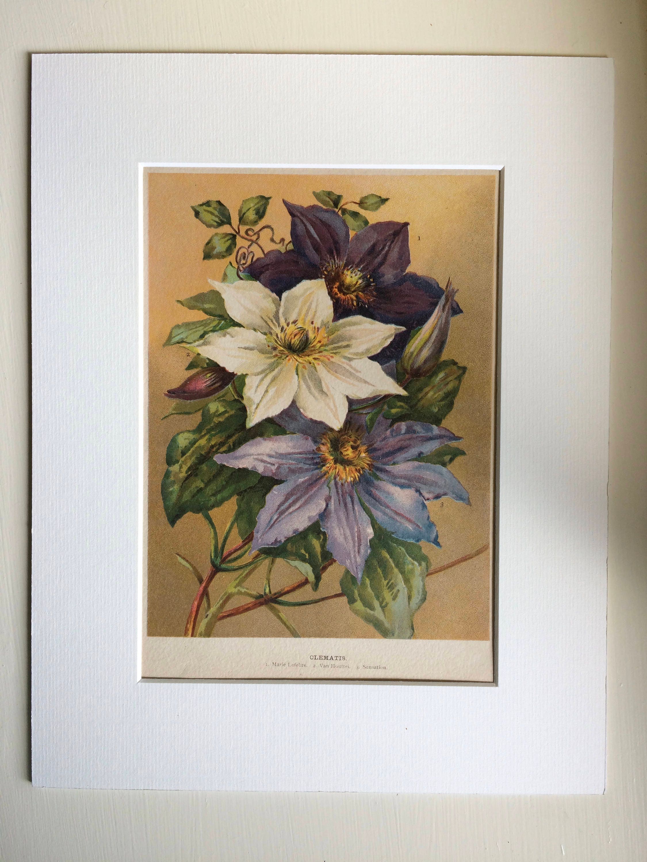 1898 Beautiful Large Antique Flower Print - Clematis - matted and ready ...