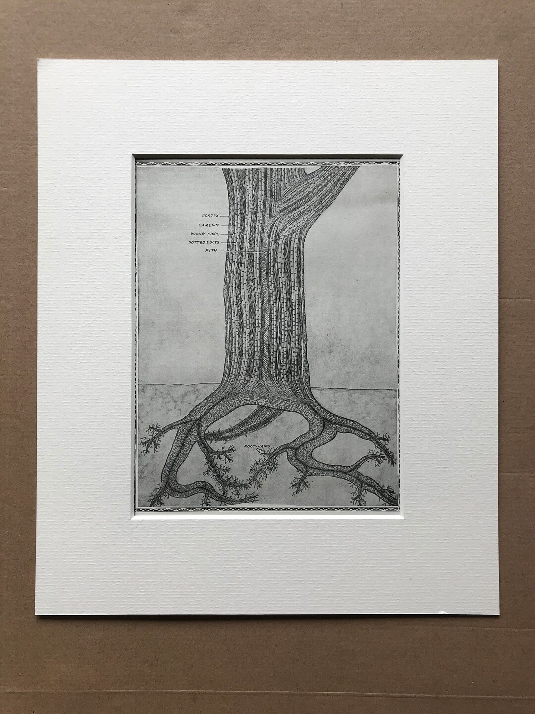 1940s Tree Circulation Diagram Original Vintage Print - Mounted and ...