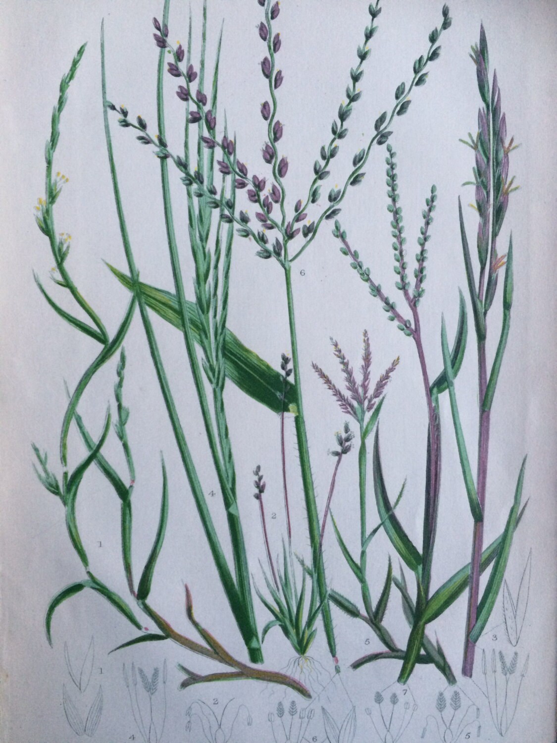 1858 GRASS original antique lithograph - grasses and sedges - Botanical ...