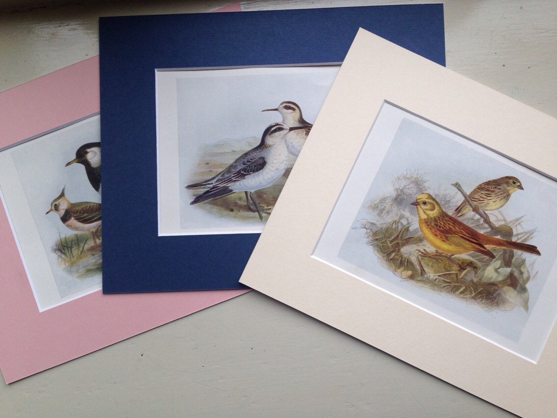 1907 Storm Petrel & Leach's Petrel Original Antique Lithograph ...
