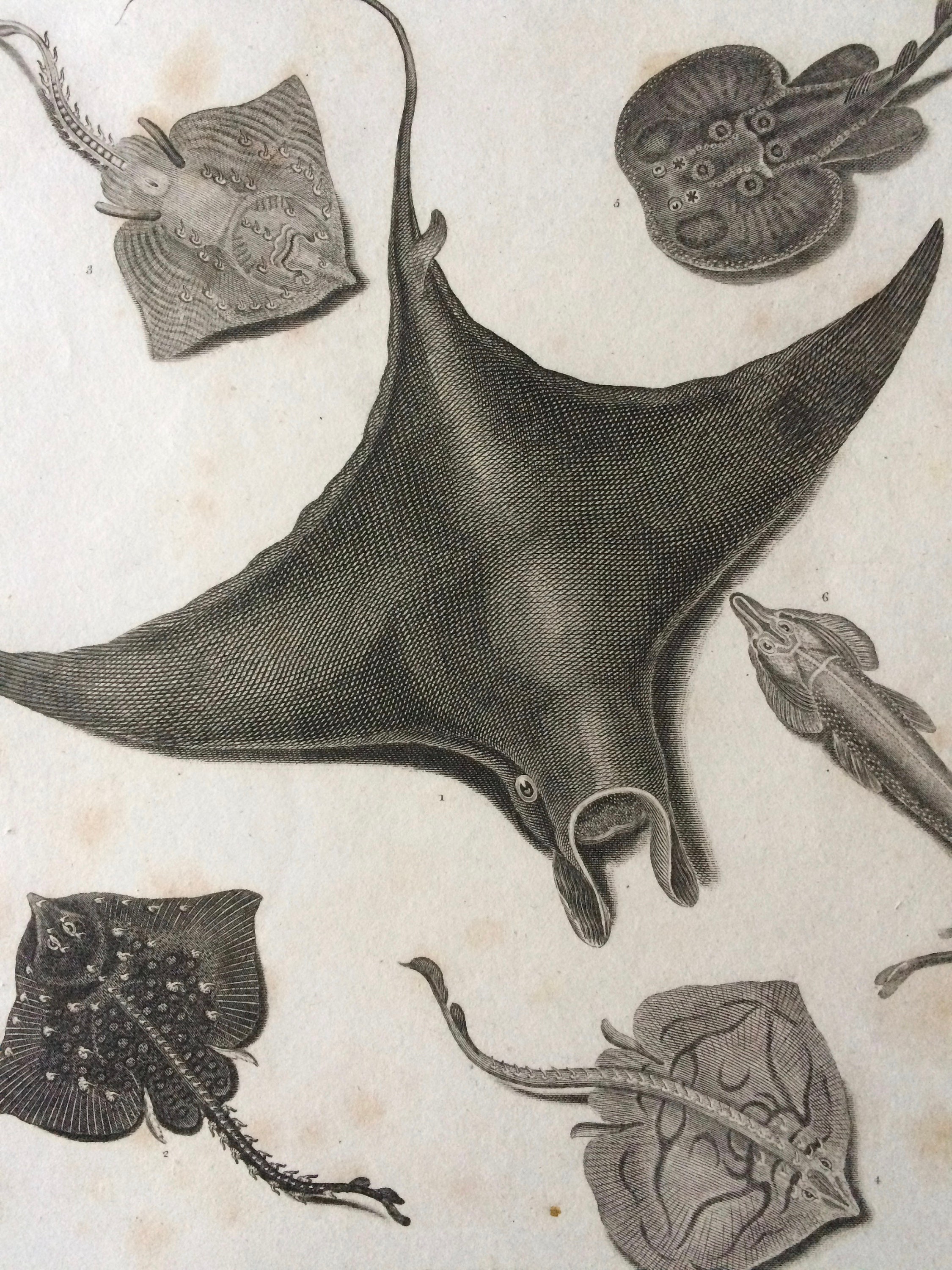 1819 Ray Varieties Original Antique Engraving - Available Mounted and ...