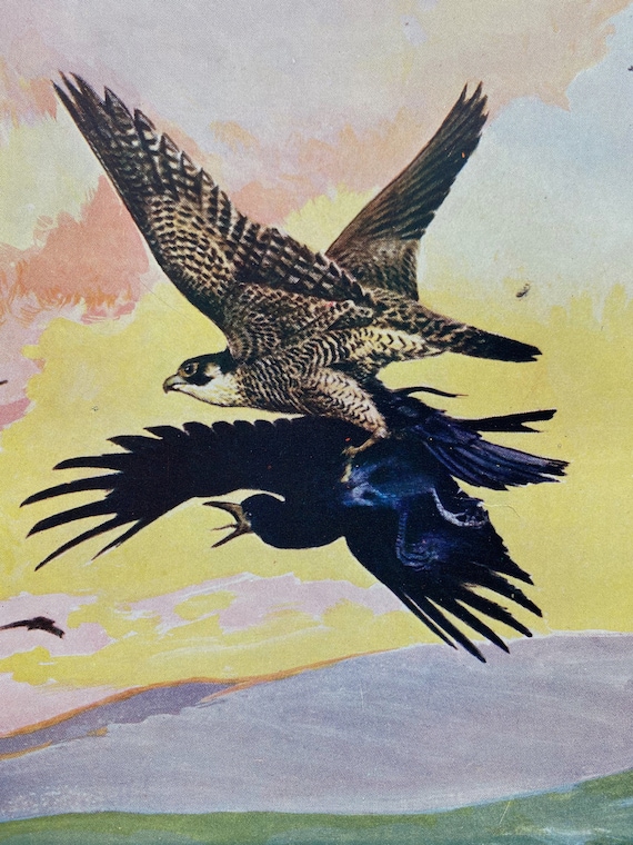 Attacking Falcon