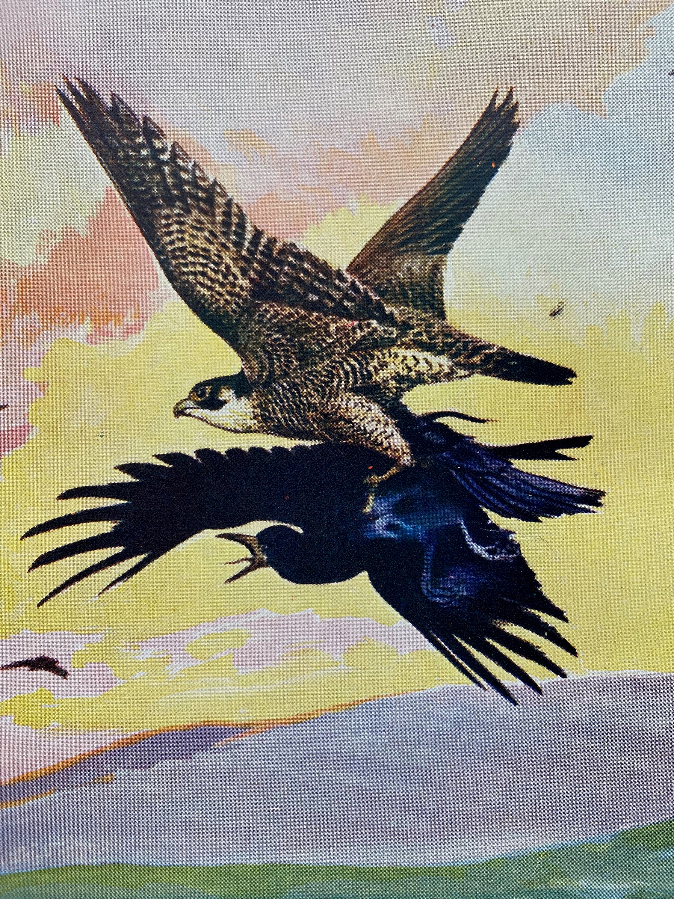 Peregrine Falcon Attacking