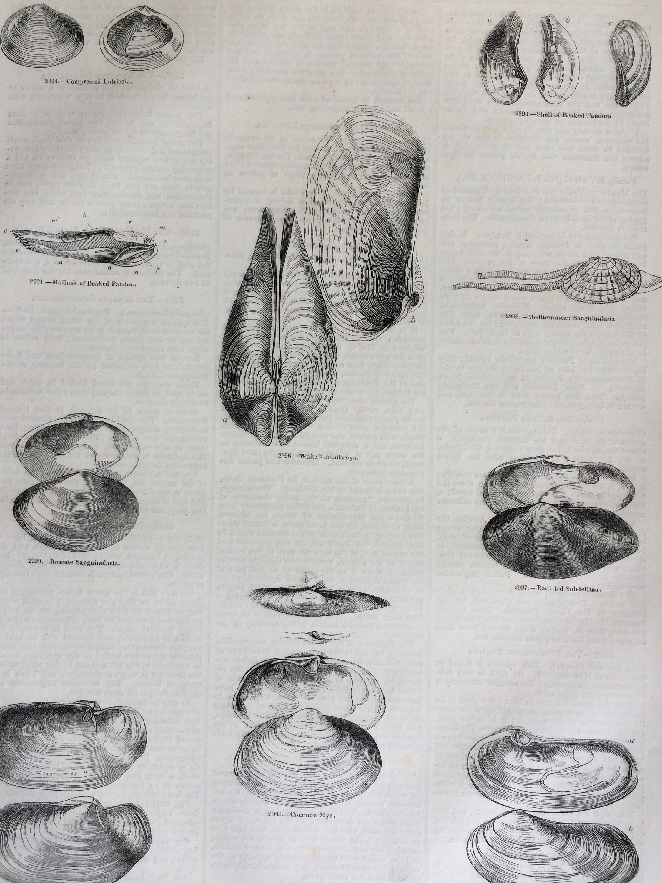 Art & Collectibles Marine Decor Home Decor 1856 Large Original Antique ...