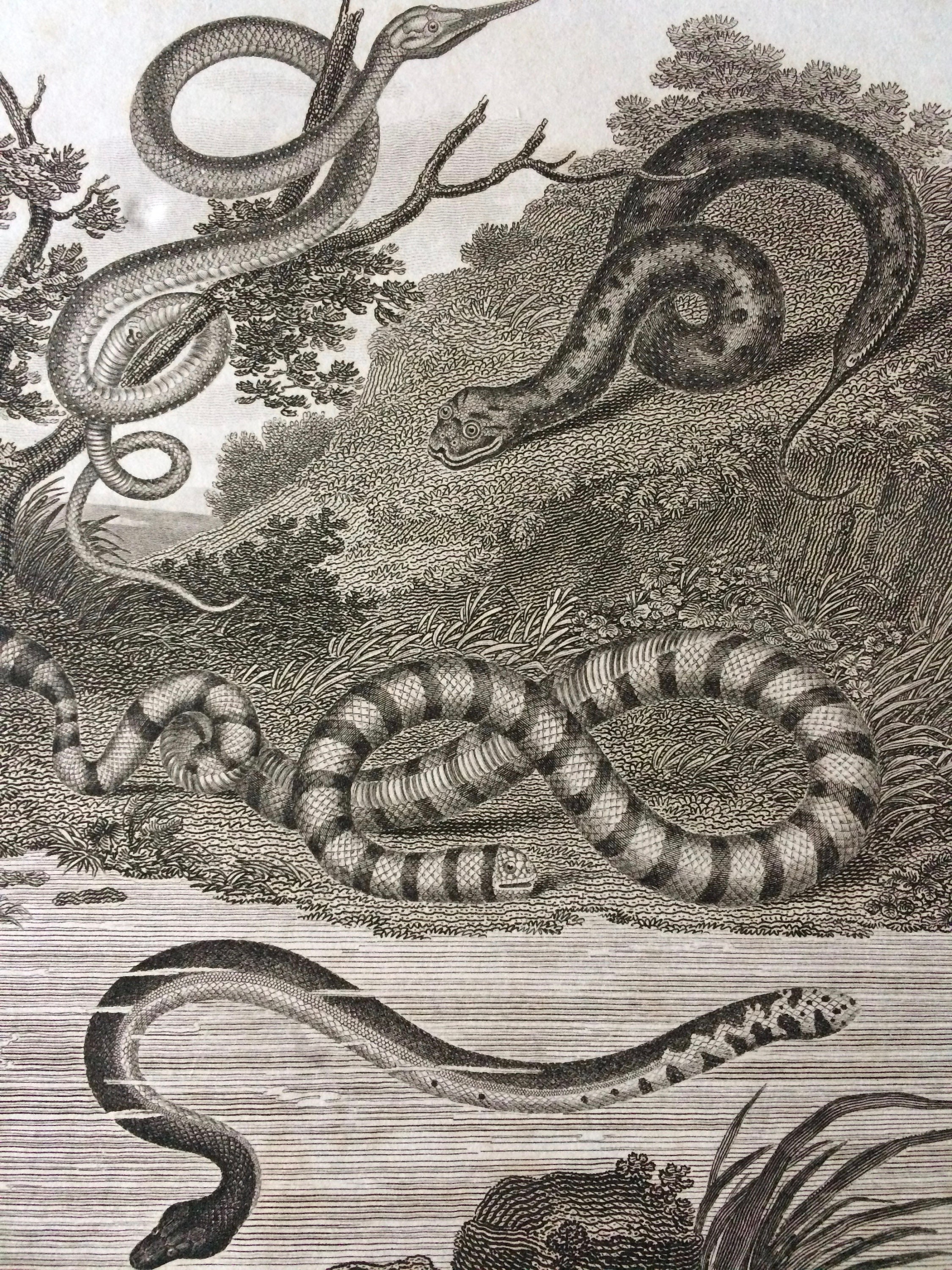 1819 Sea Snakes Original Antique Engraving - Available Mounted and ...
