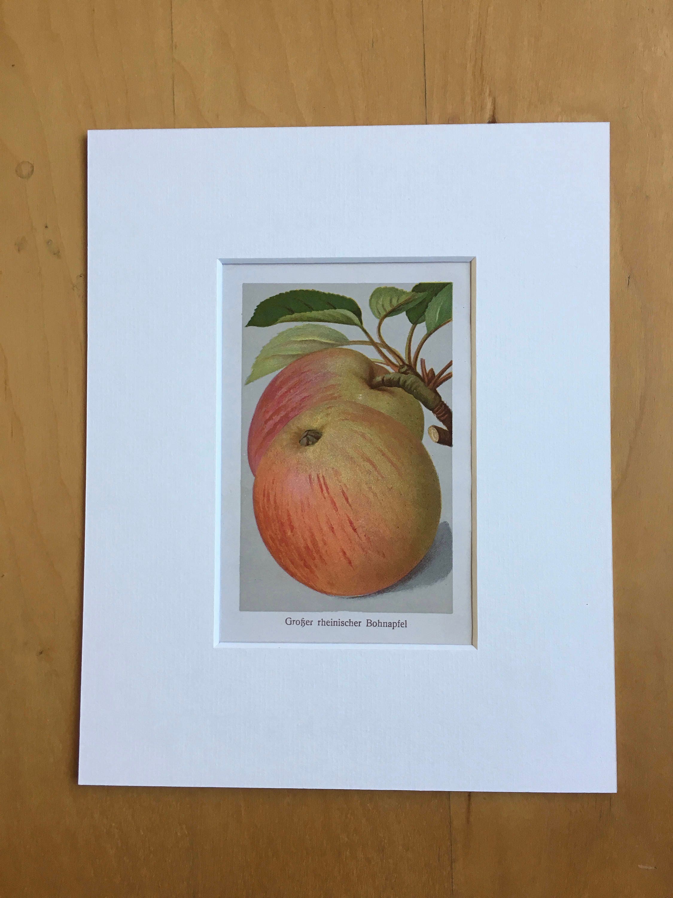 1927 Original Vintage Fruit Lithograph - Apple - Matted and Available ...