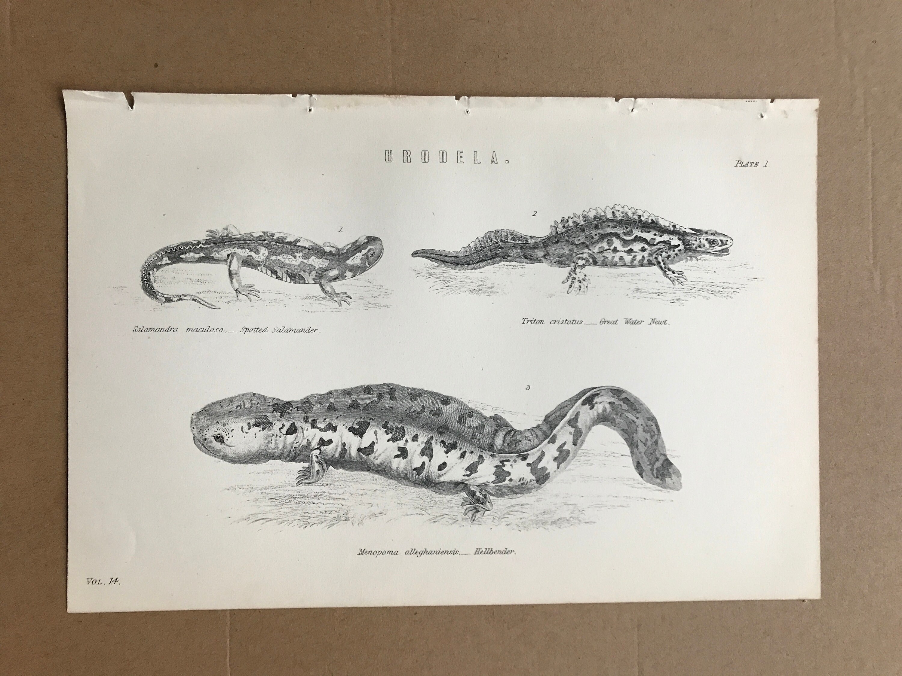 Hellbender Salamander Drawing