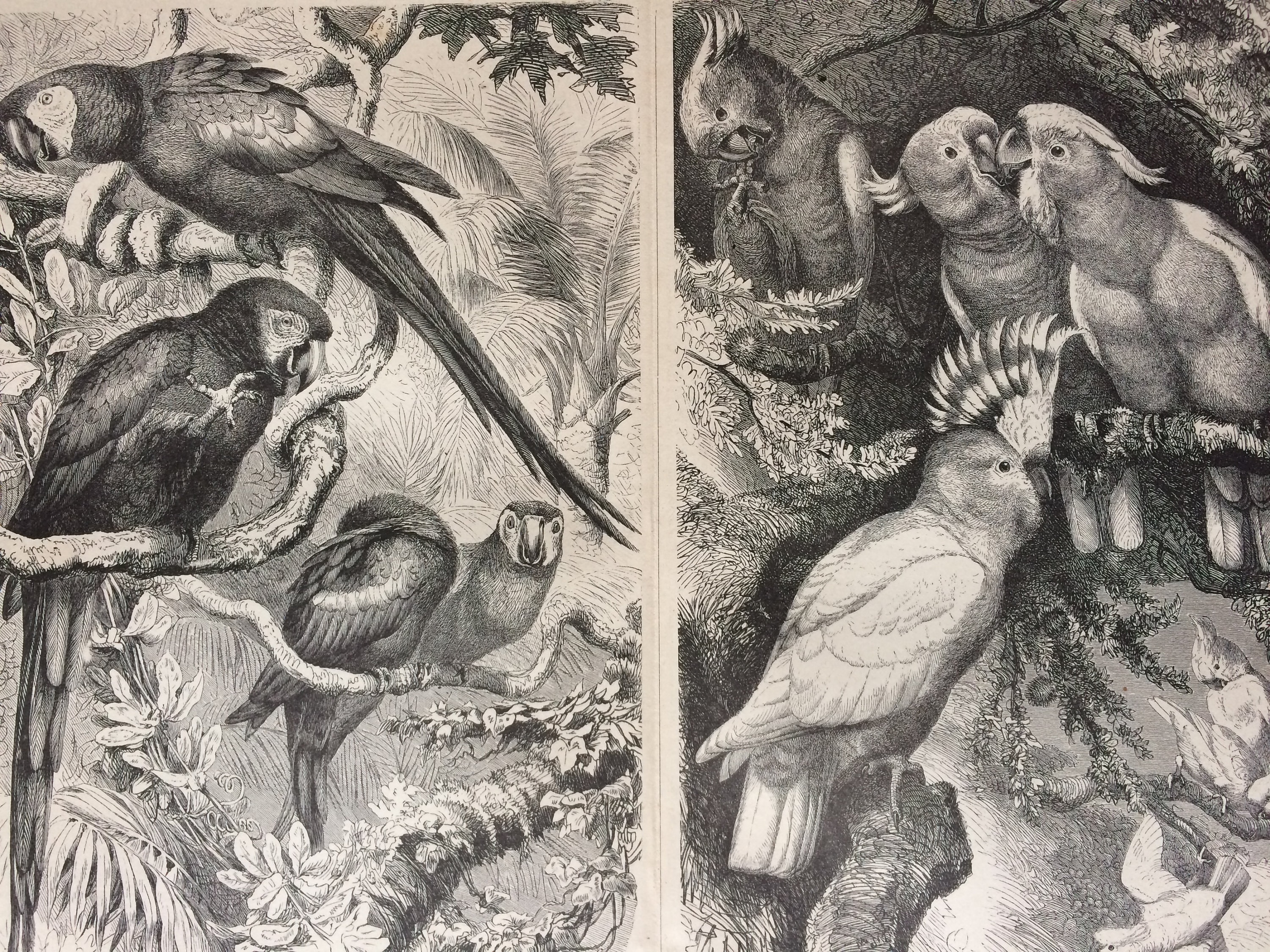 1877 Parrots Large Original Antique print - Available Mounted and ...