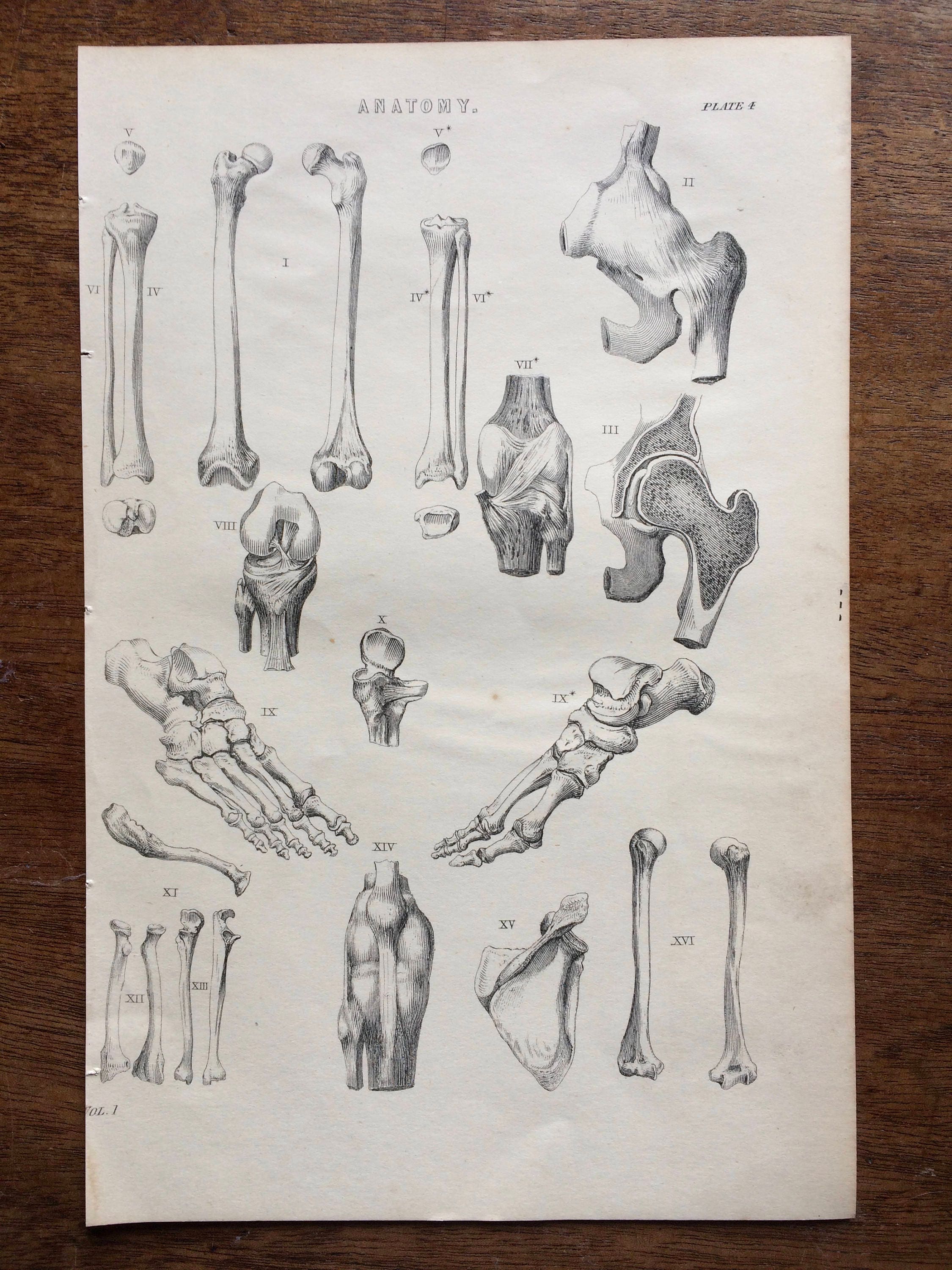 1880 Bones Original Antique Steel Engraving - Anatomical Decor ...