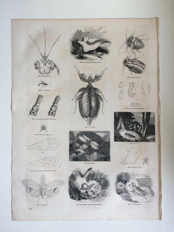 Prints Art & Collectibles Leaf-Insect Cockroach Mantis Lantern Fly ...