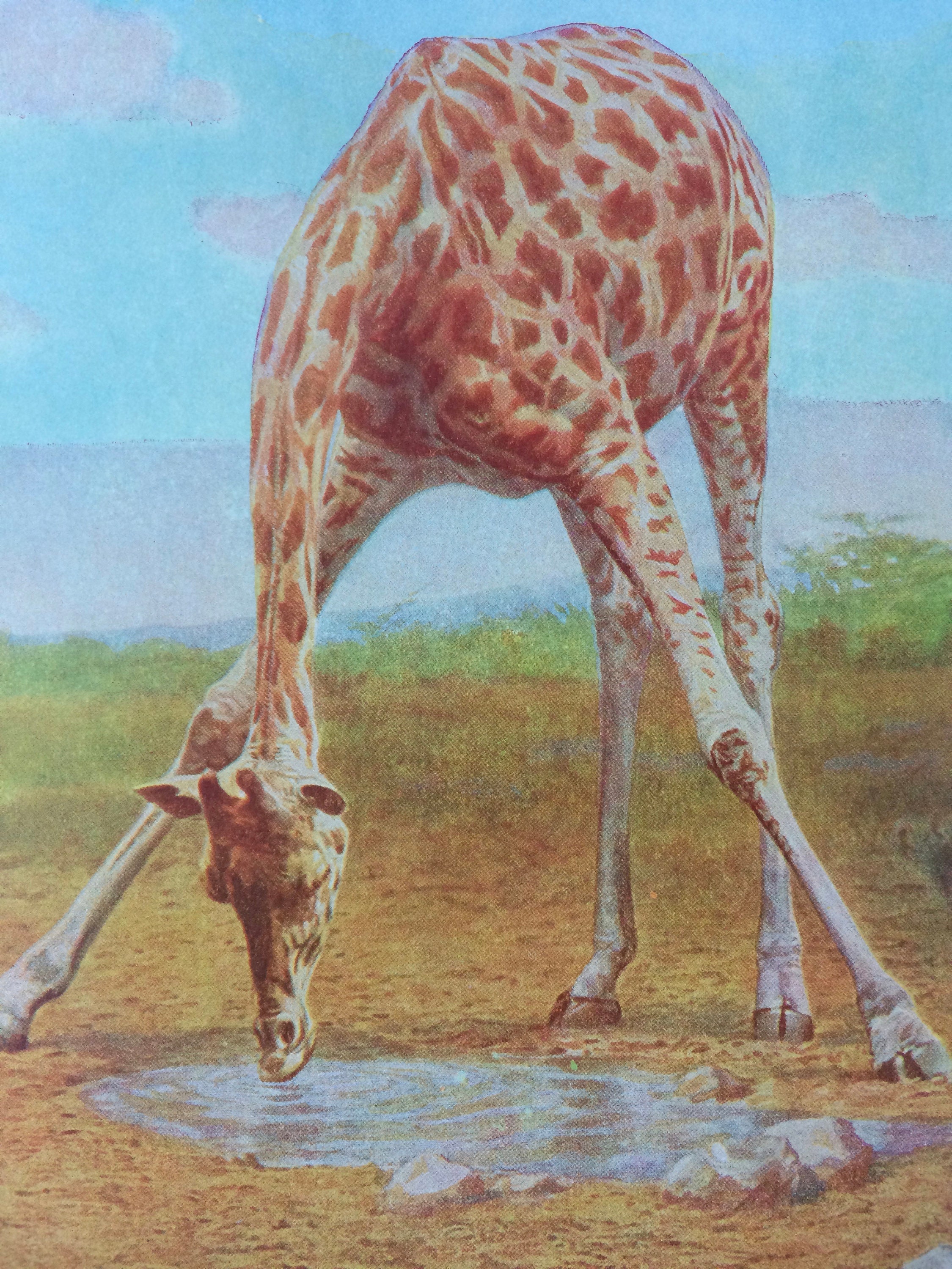 1940s Giraffe Original Vintage Print - Mounted and Matted - Natural ...