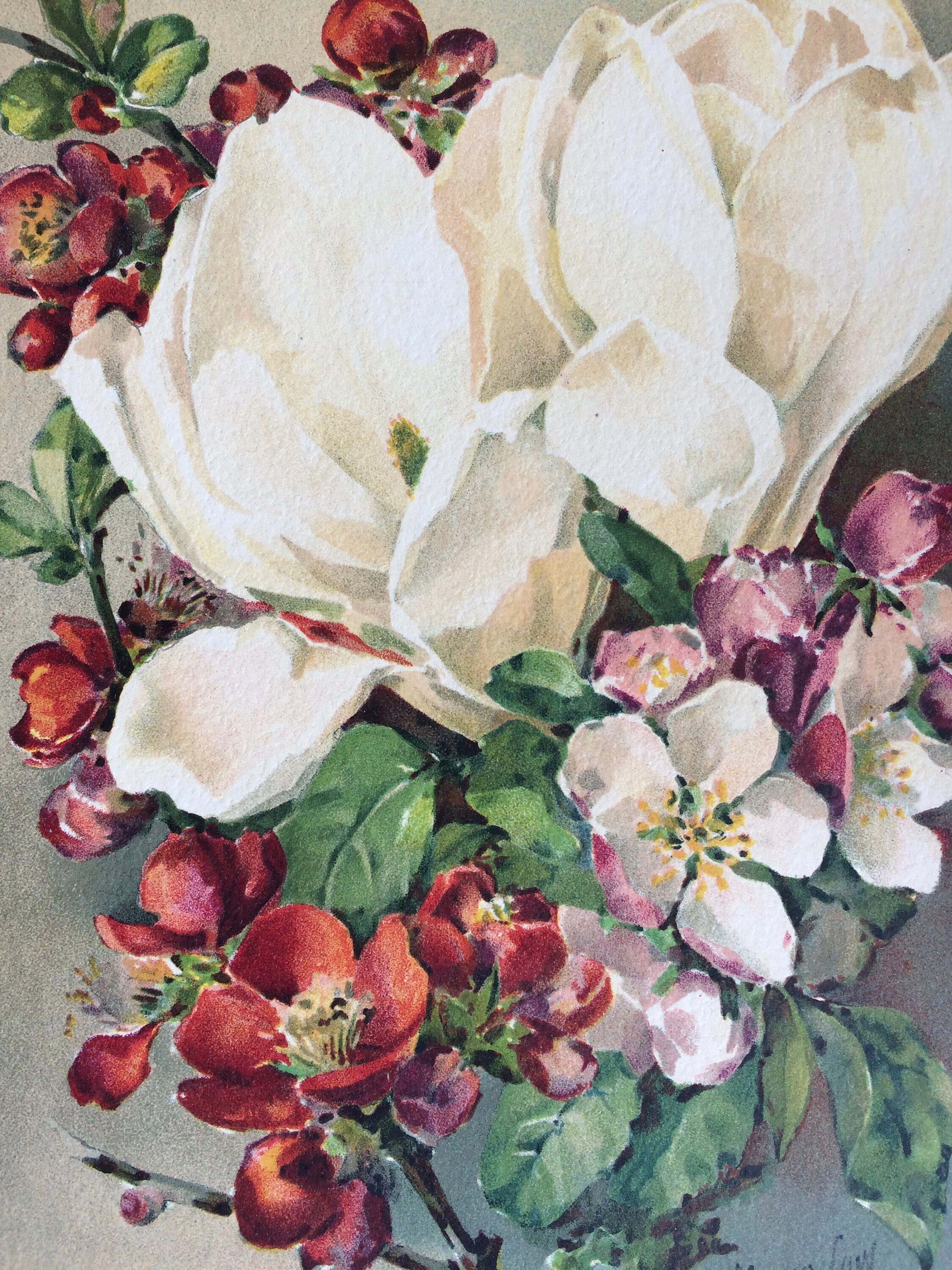 1898 Beautiful Large Antique Flower Print - Flowering Shrubs - matted ...