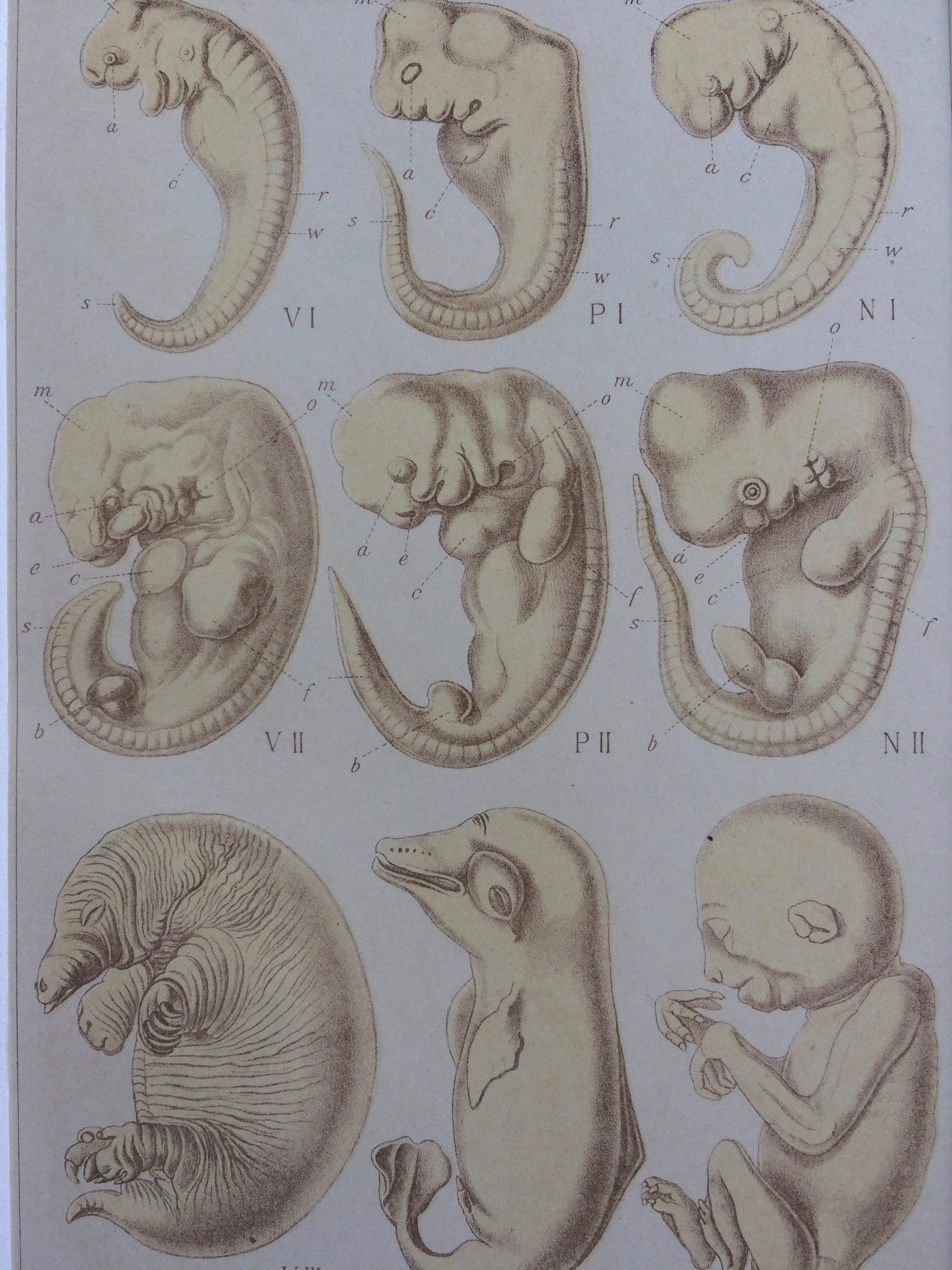 1905 Mammal Embryos - Sea Urchin, Dolphin, Gibbon Original Antique ...