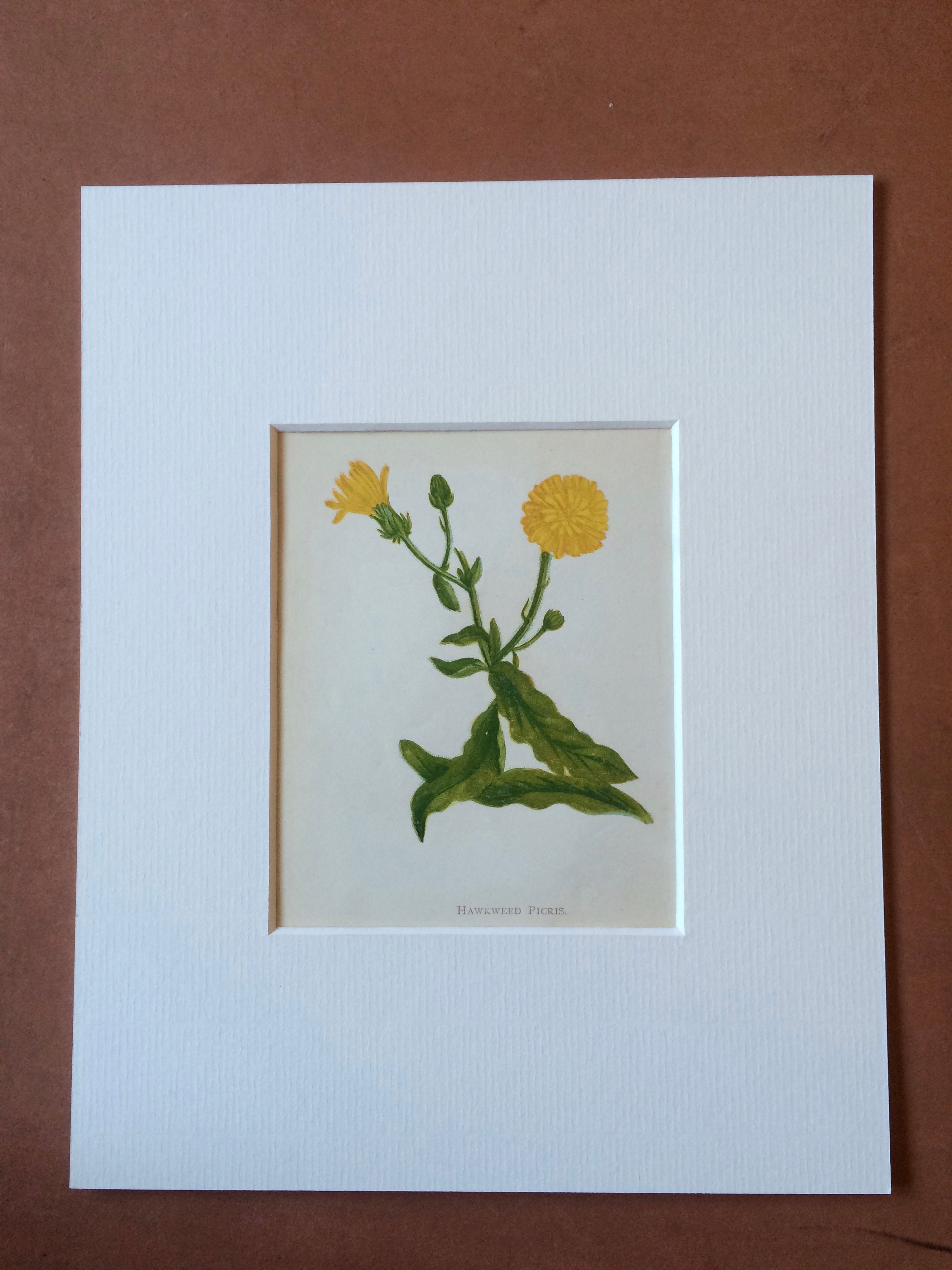 1852 Original Antique Hand-Coloured Anne Pratt Botanical Illustration ...