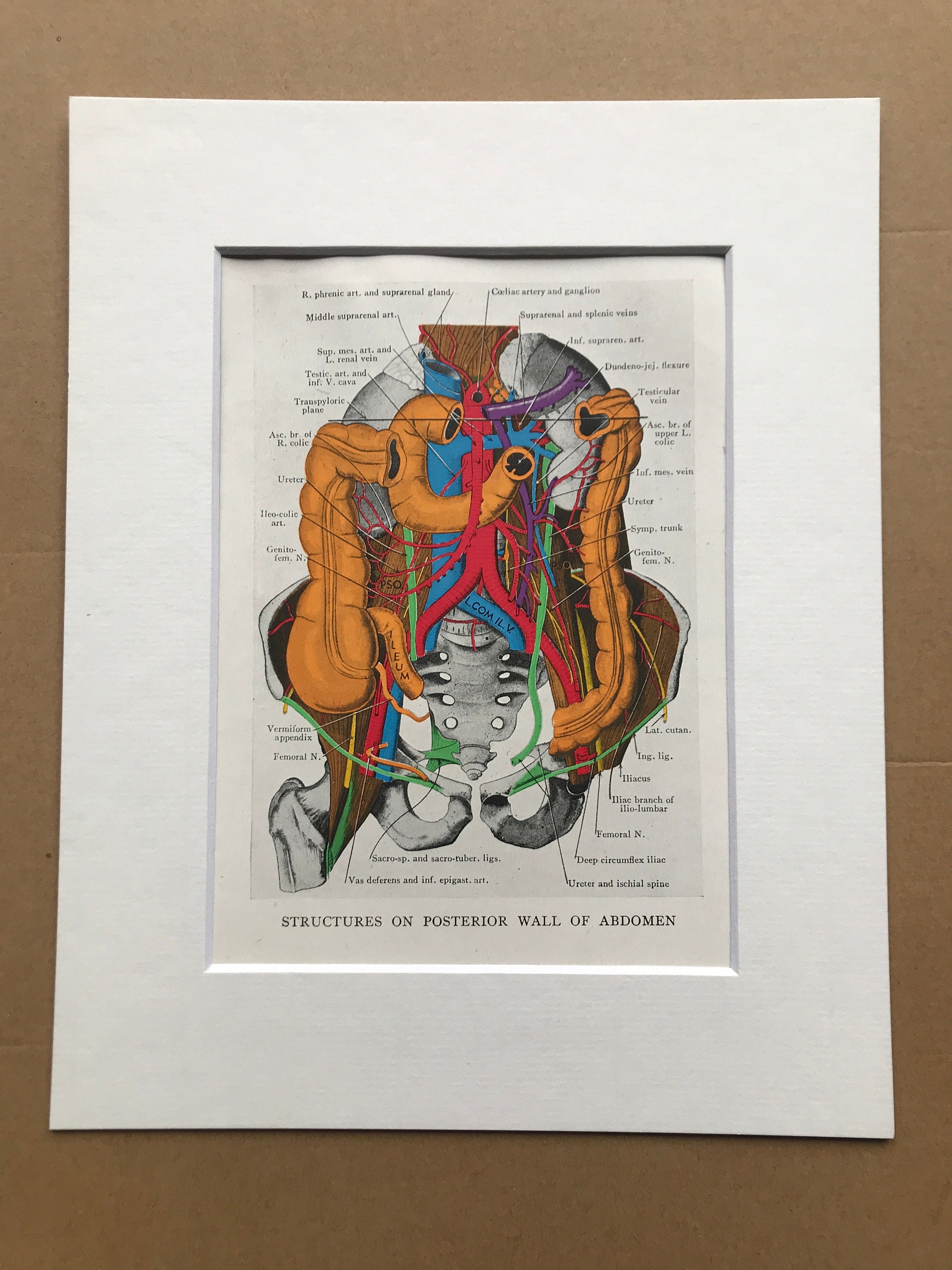 1942 Structures on Posterior Wall of Abdomen Original Vintage ...