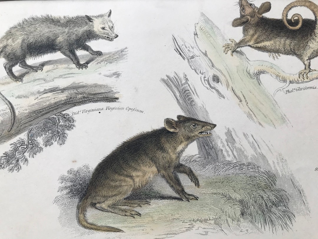 1862 Virginian Opossum Phalangista and Spiny Bandicoot - Etsy