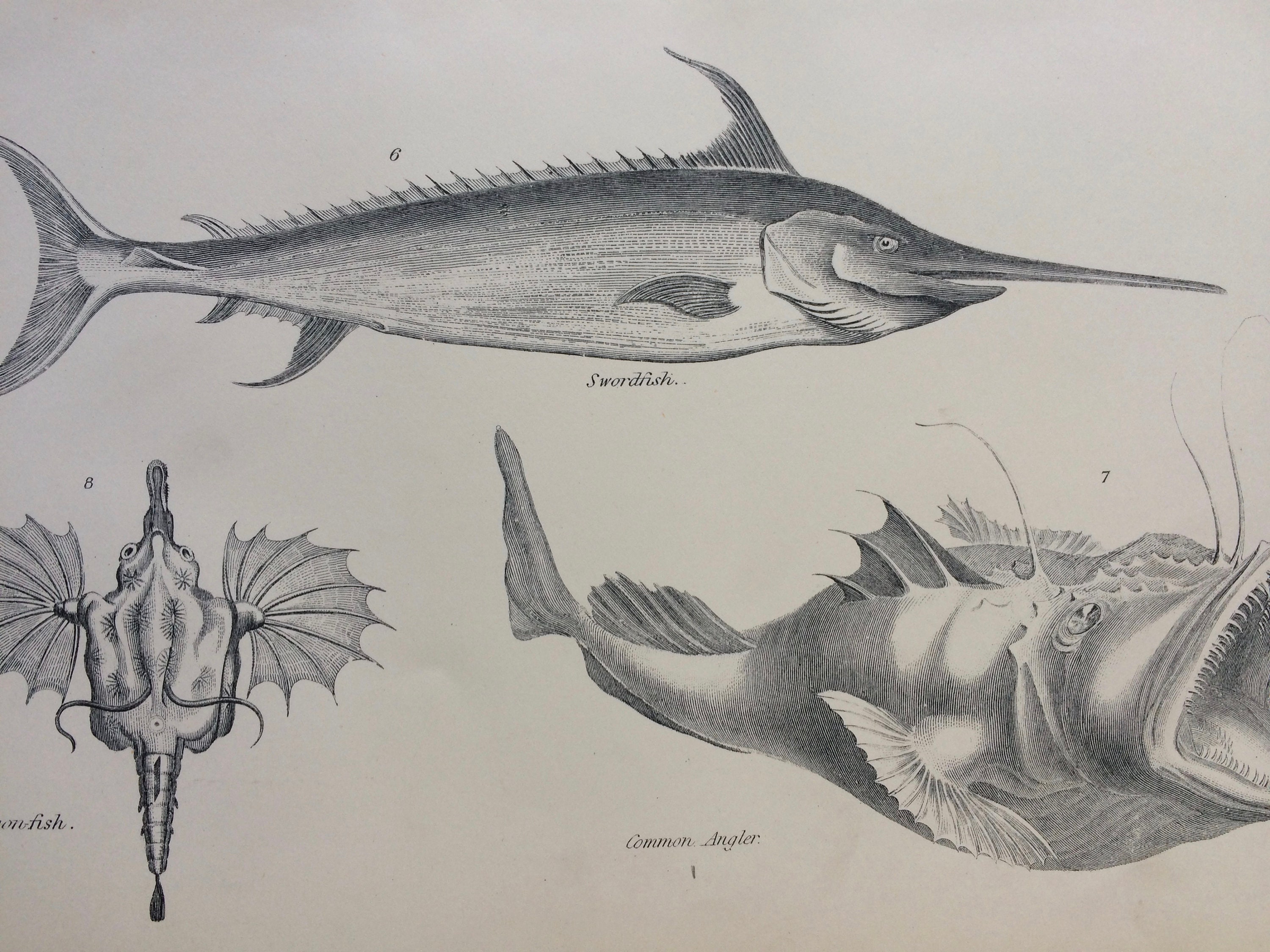 1891 FISH Original Antique Steel Engraving - Dragonfish, Swordfish and ...
