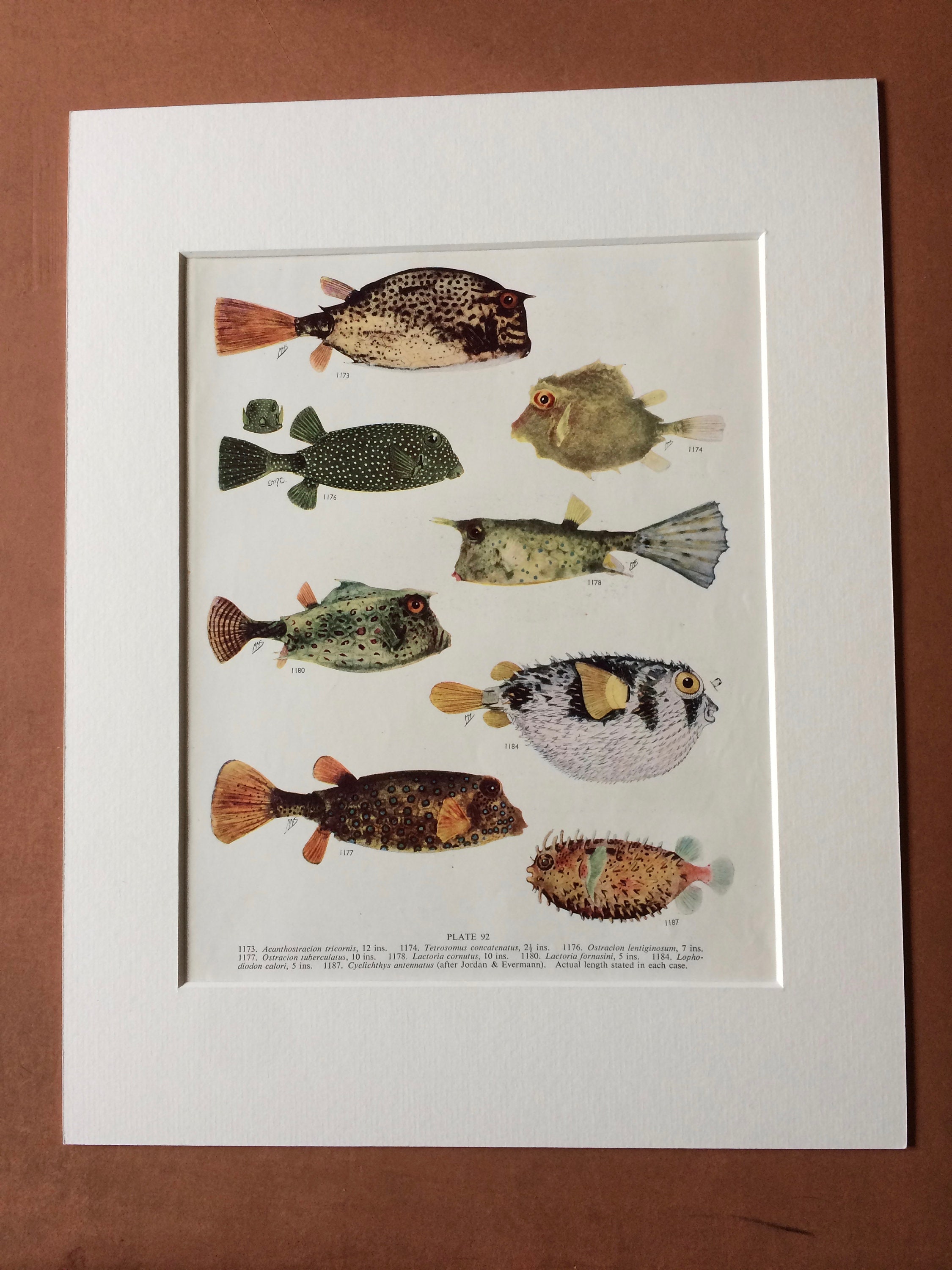 1950 Original Vintage Fish Print - Mounted and Matted - Available ...