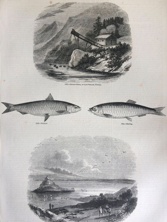 Art & Collectibles Prints 1856 Large Original Antique Fish Engraving ...