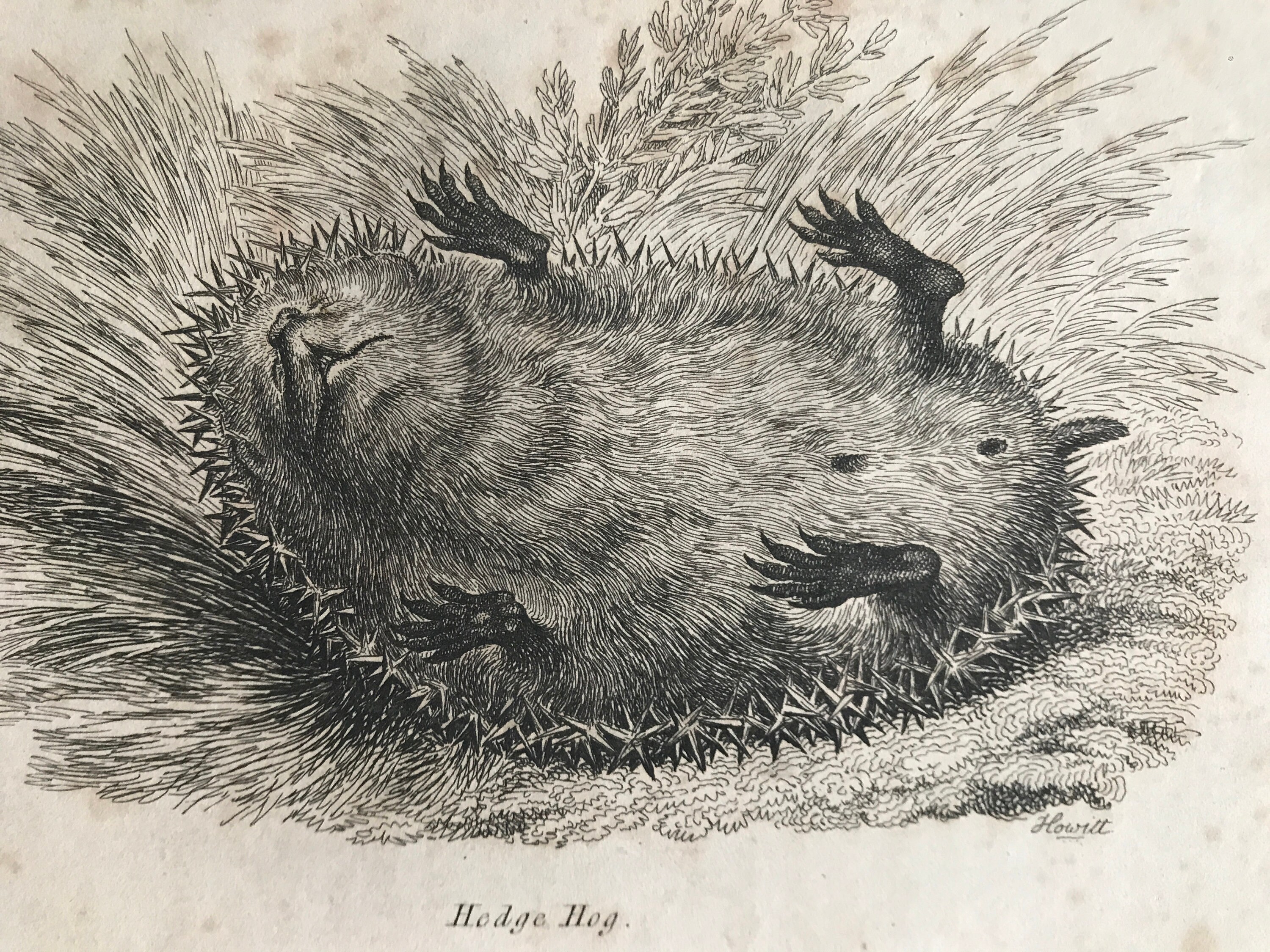 1809 Hedgehog Original Antique Engraving Natural History | Etsy