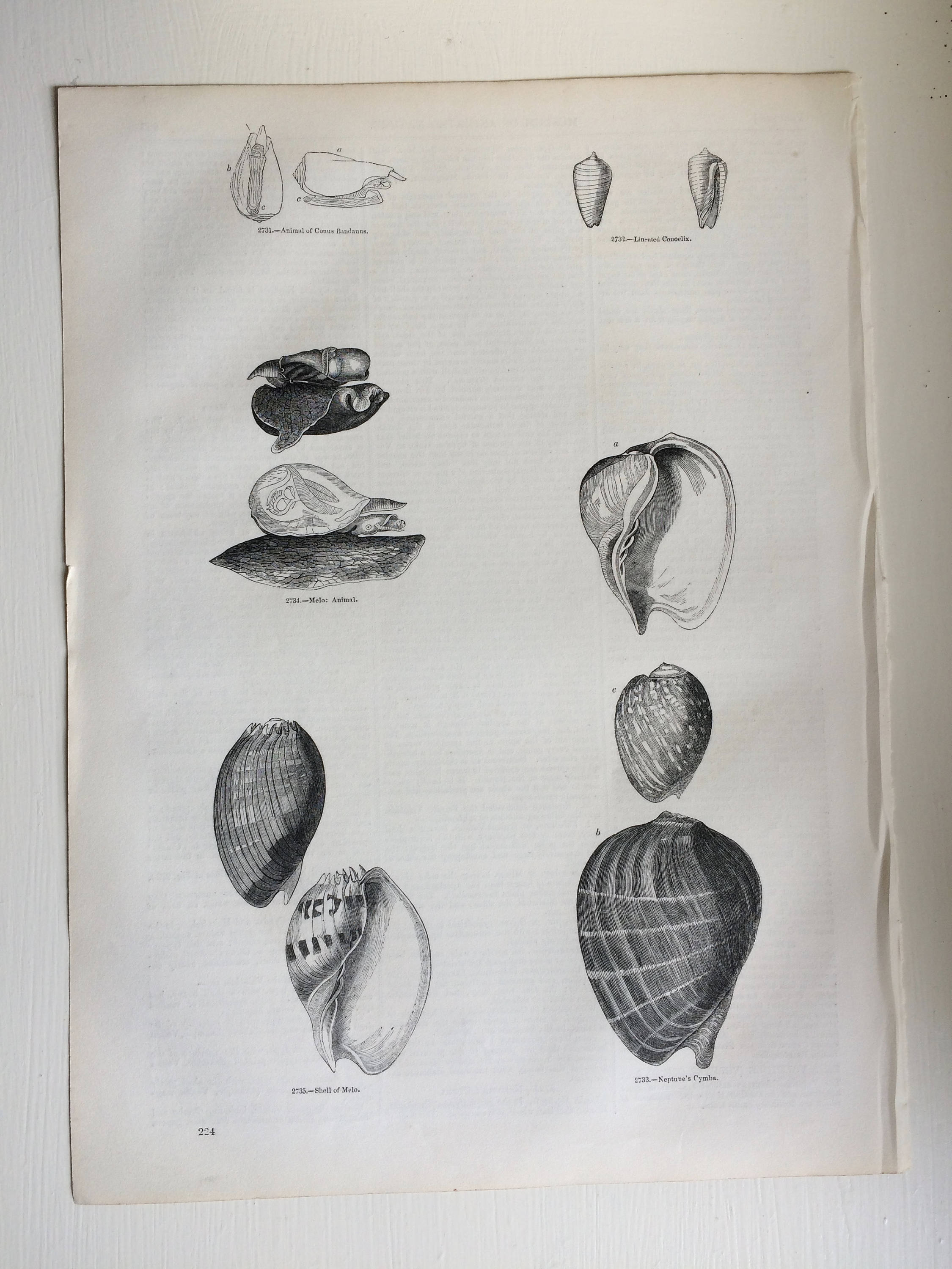 Art & Collectibles Marine Decor Home Decor 1856 Large Original Antique ...