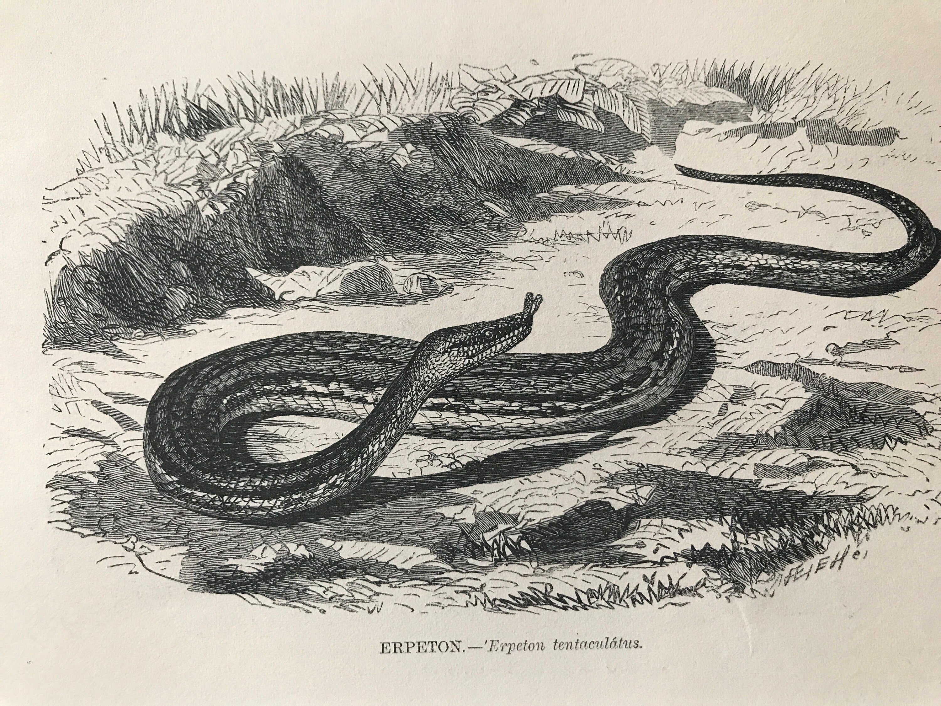 1863 Tentacled Snake Original Antique Print - Herpetology - Snake ...