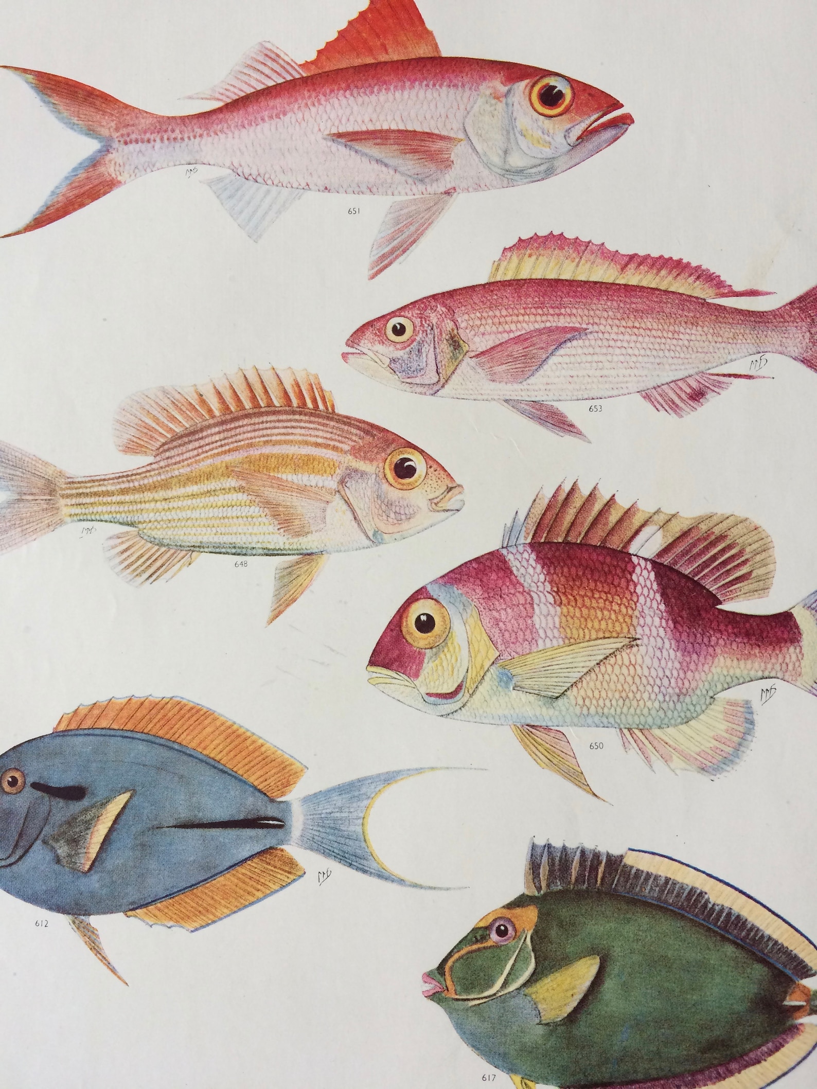 1950 Original Vintage Fish Print Mounted and Matted | Etsy