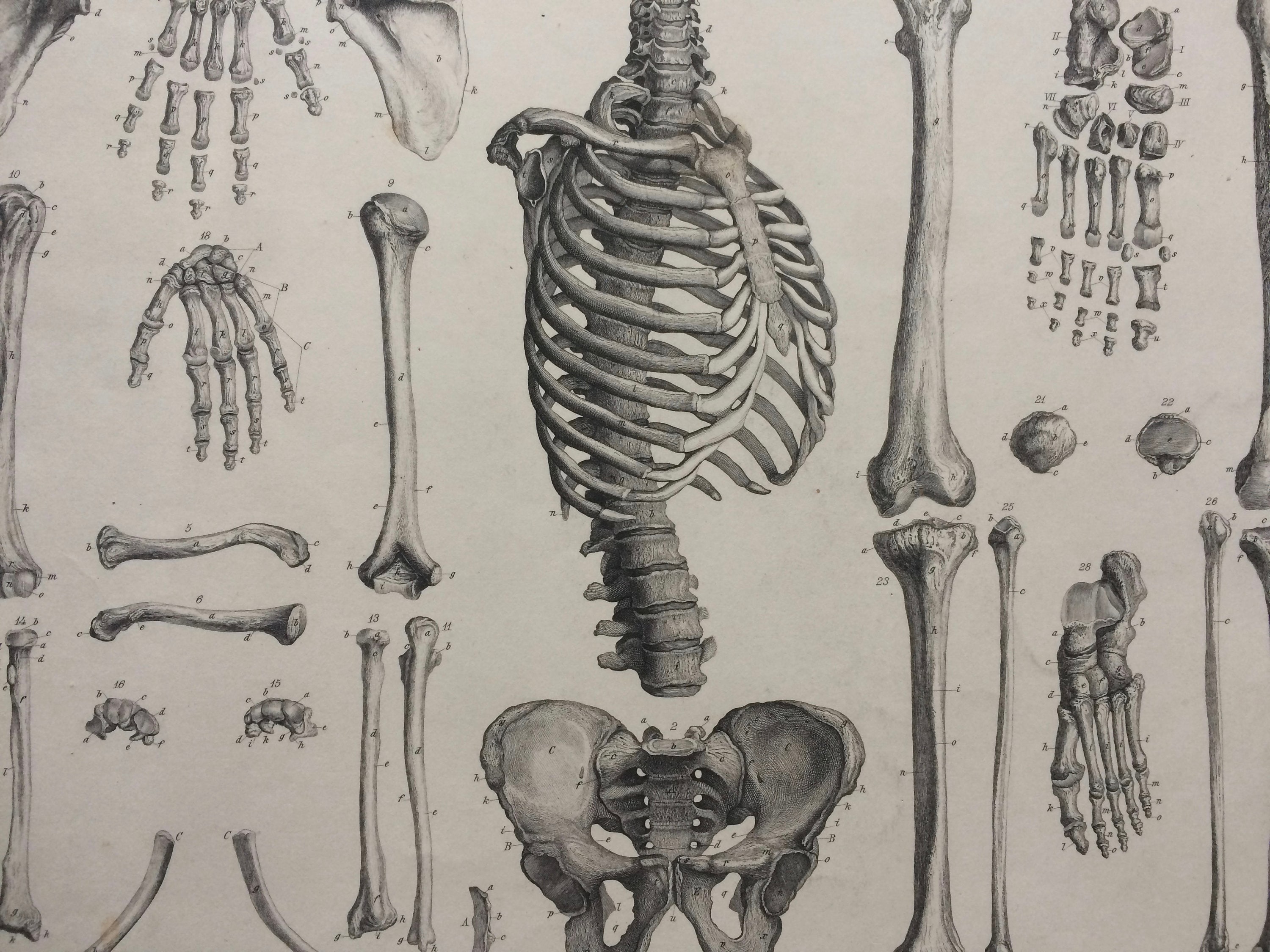 1869 Skeleton Large Original Antique Engraved Illustration - Anatomical ...