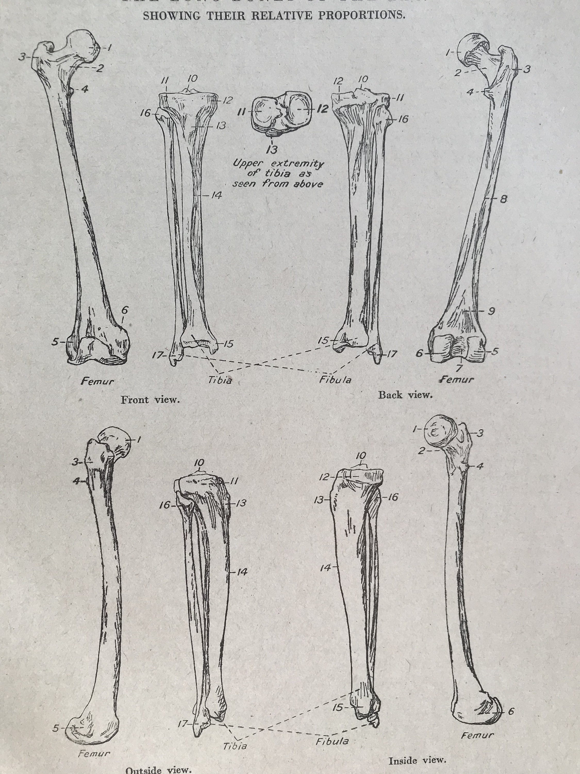 1949 The Long Bones Of The Leg Original Vintage Print Anatomy 