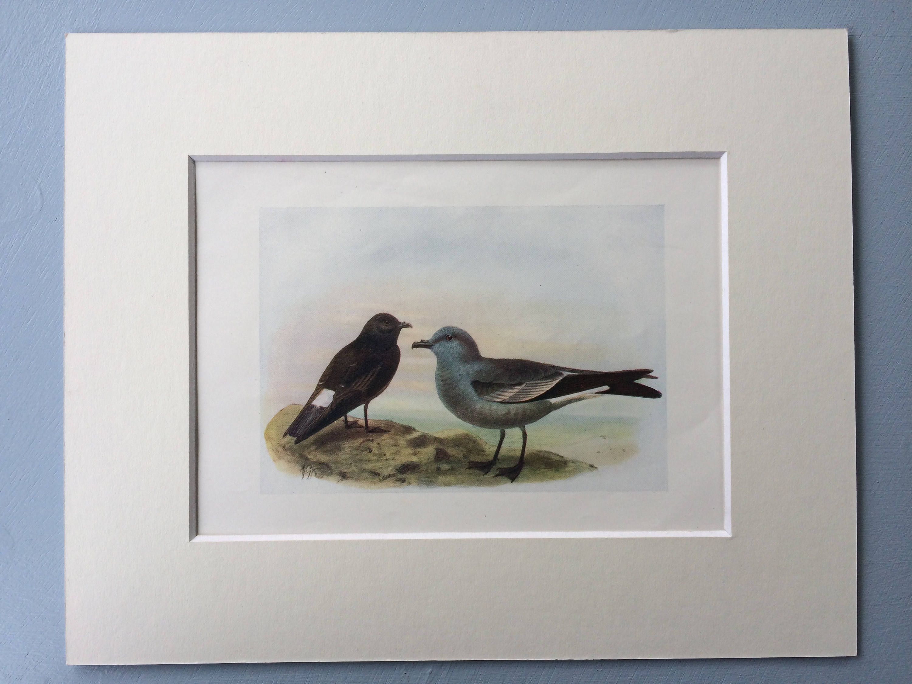 1907 Storm Petrel & Leach's Petrel Original Antique Lithograph ...