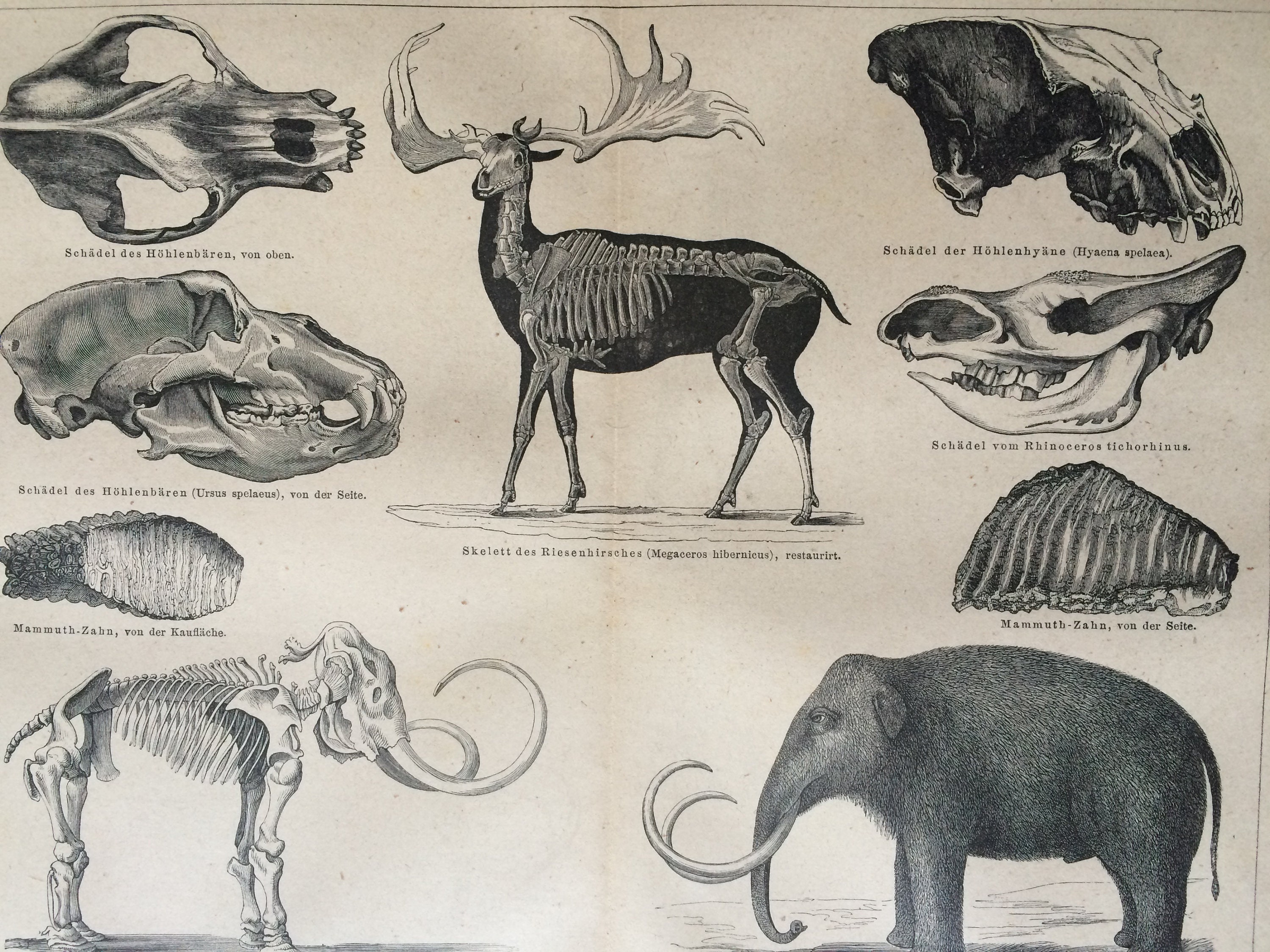 1875 Diluvium Large Original Antique print - Available Mounted and ...