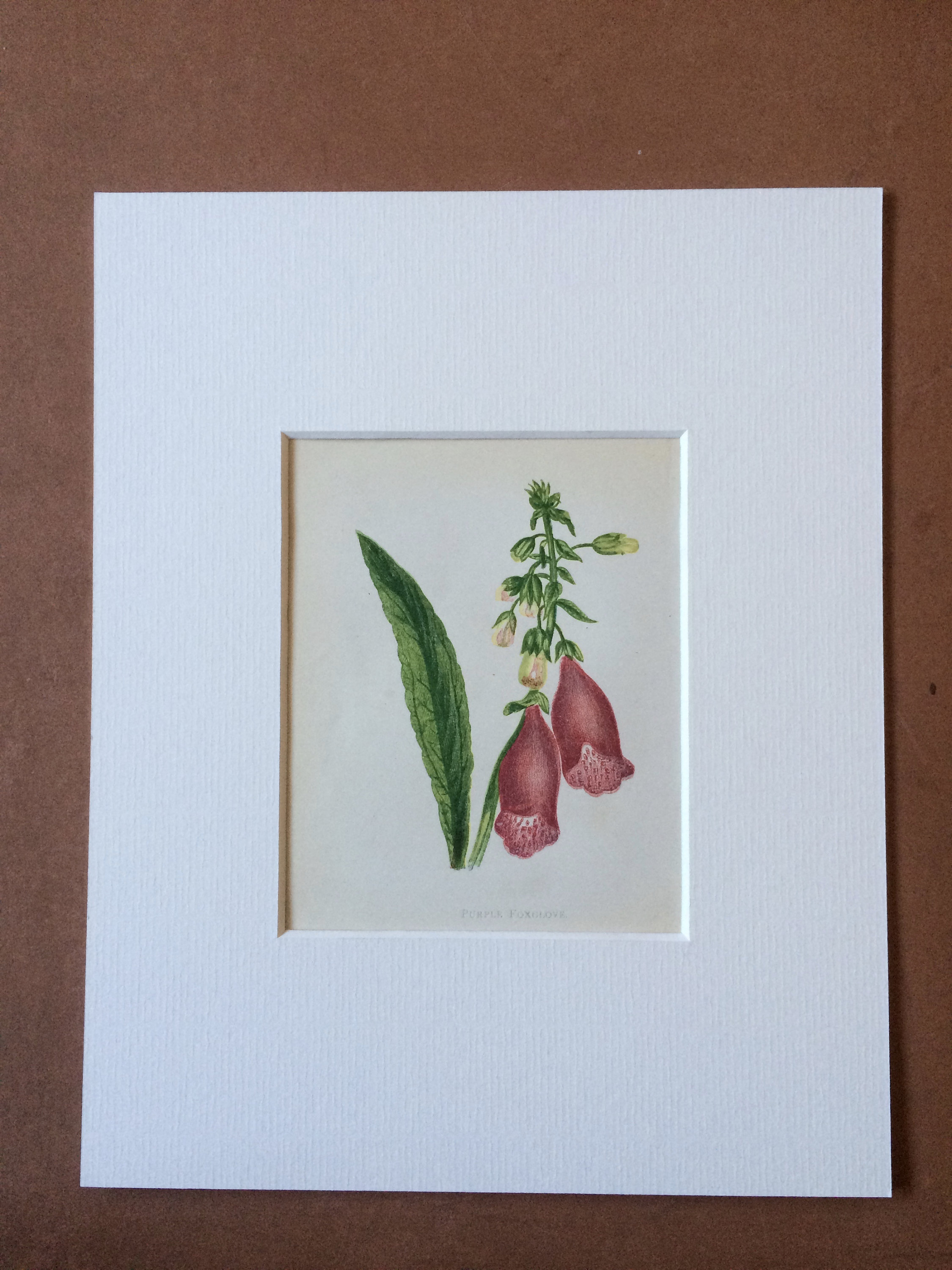1852 Original Antique Hand-Coloured Anne Pratt Botanical Illustration ...