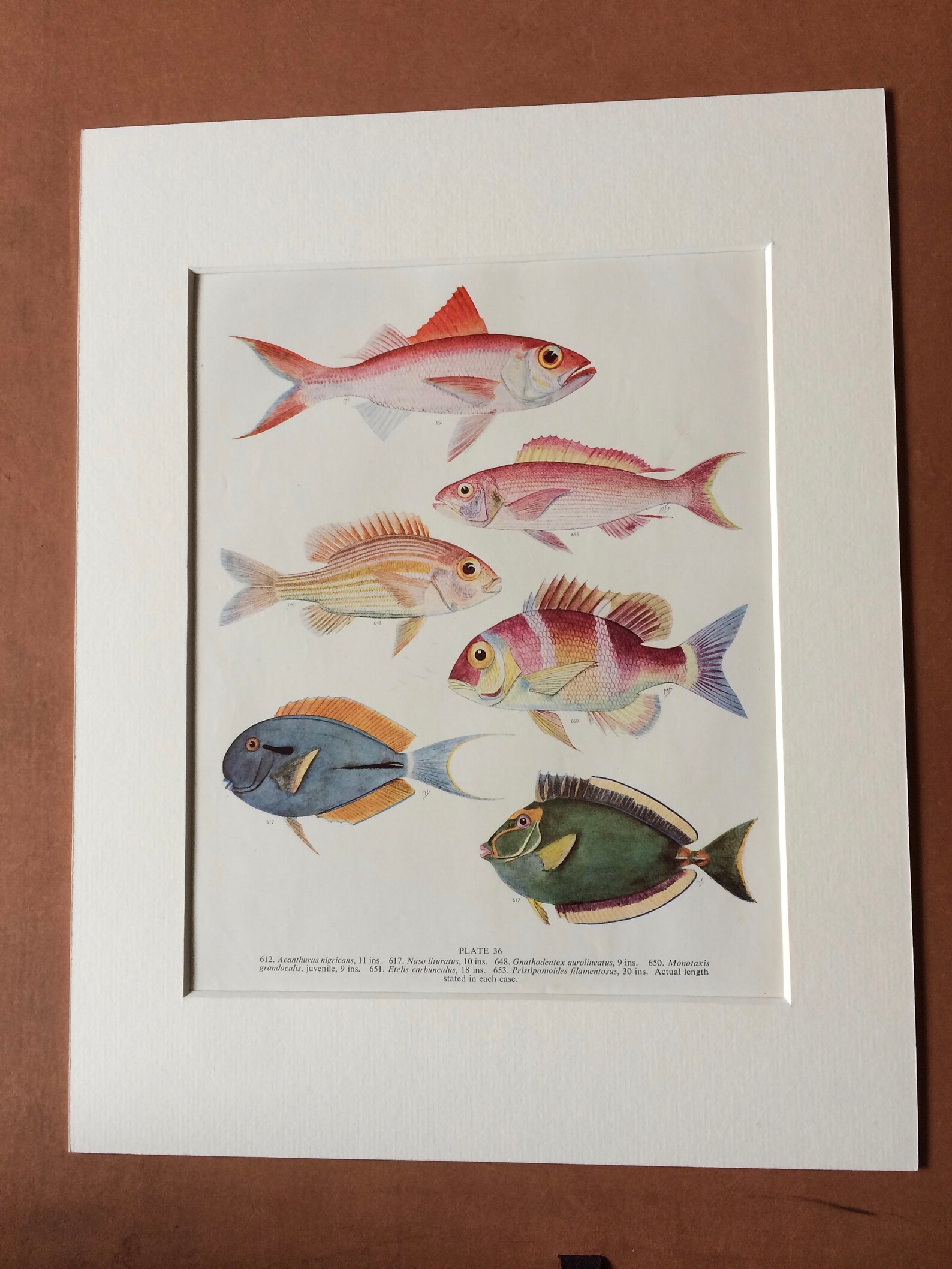 1950 Original Vintage Fish Print Mounted and Matted | Etsy