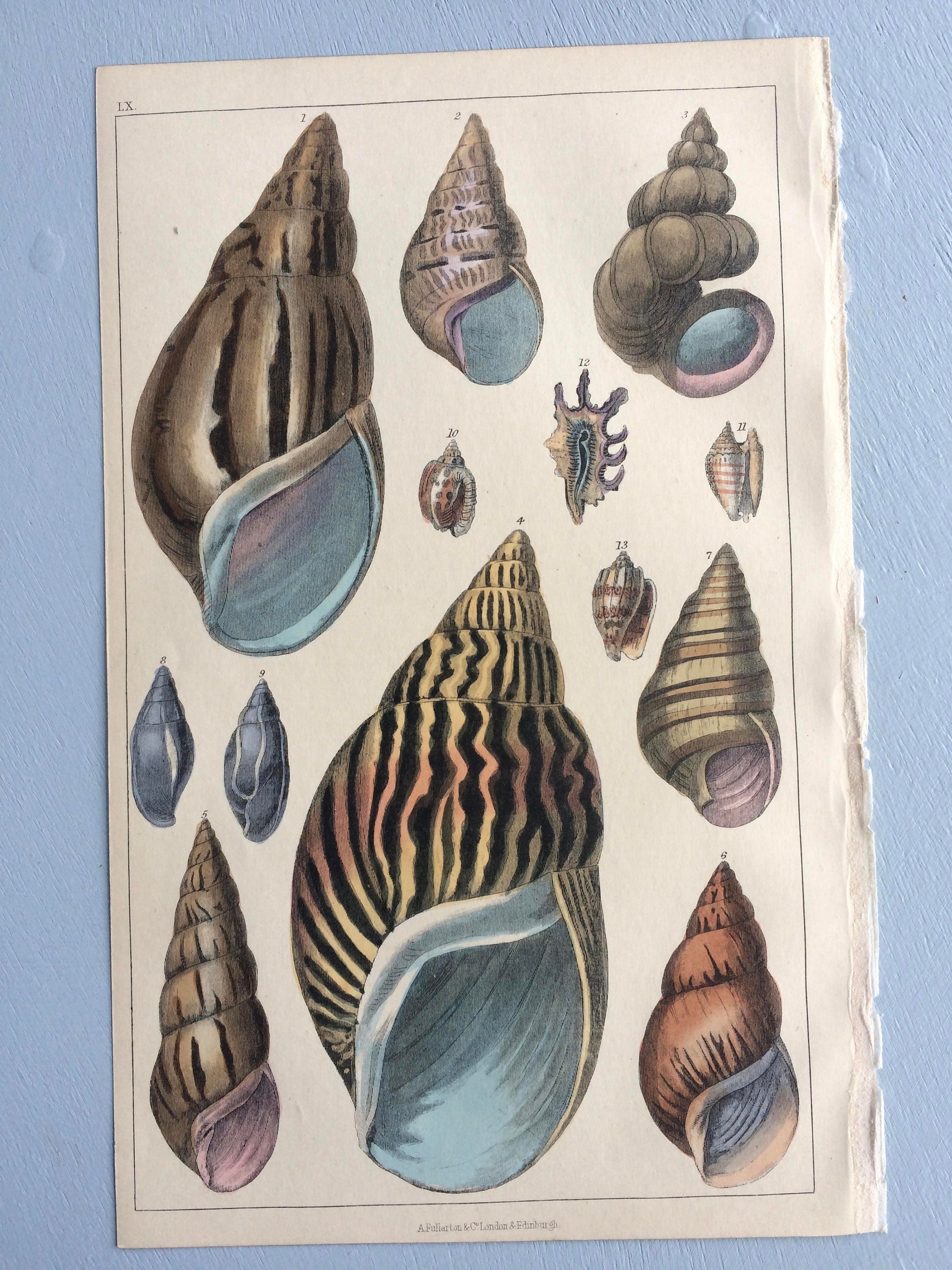 1852 Original Antique Hand-Coloured Shell Engraving - Seashell ...