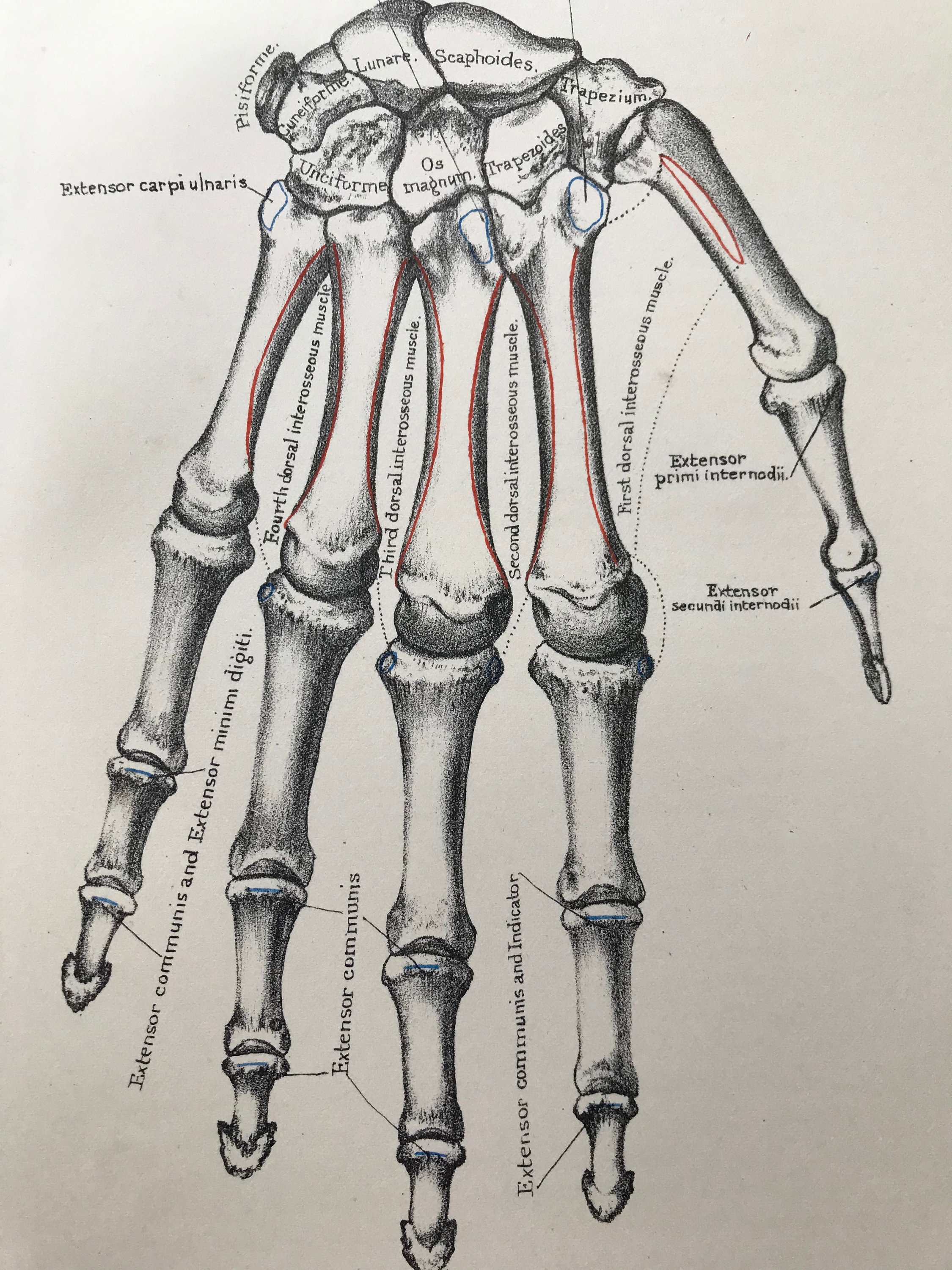 Skeleton Hands Anatomy