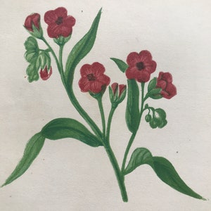 1852 Original Antique Hand-coloured Anne Pratt Botanical Illustration ...