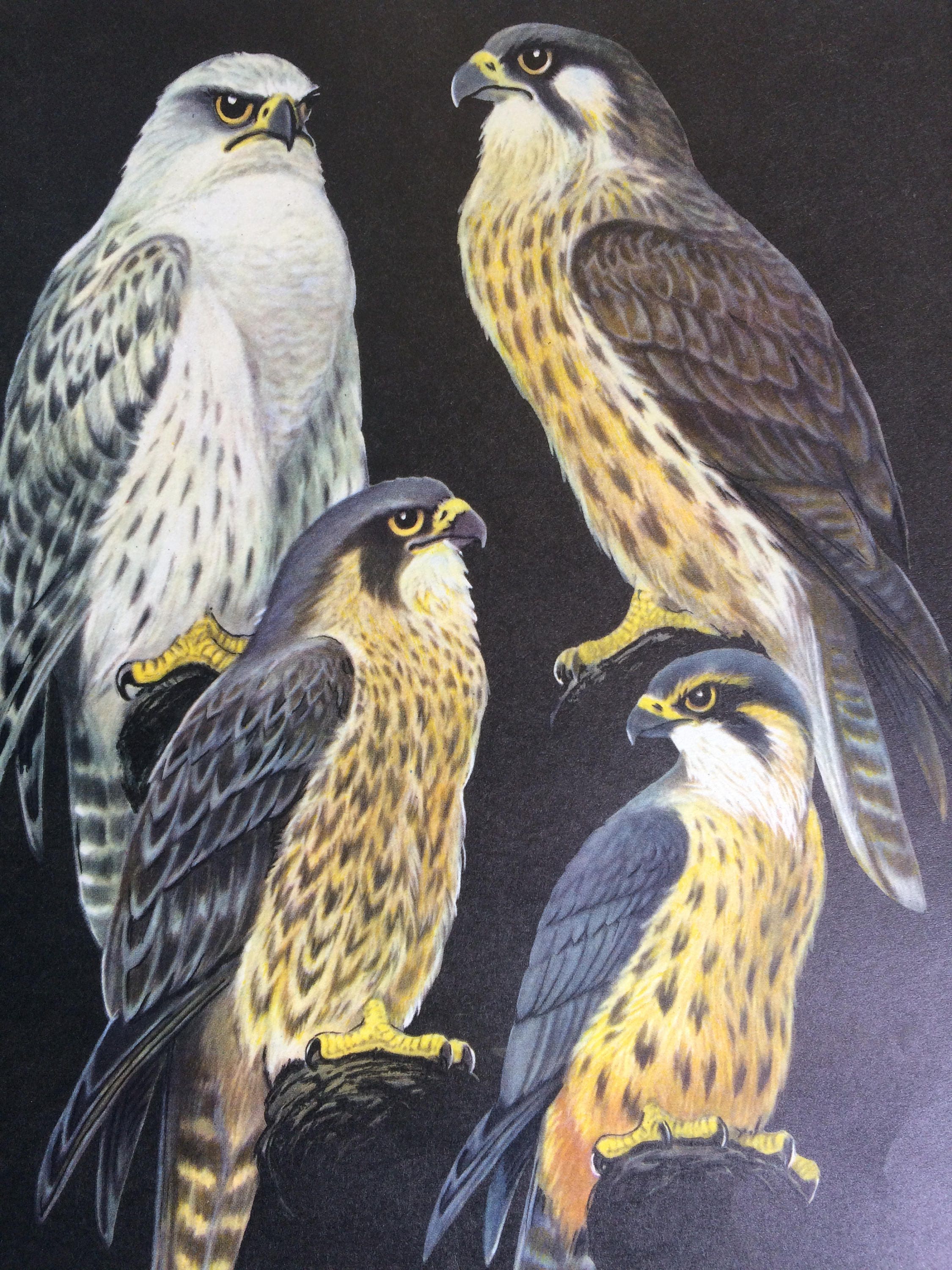 1968 Colourful Vintage Falcon Print - Gyrfalcon - Saker - Peregrine ...