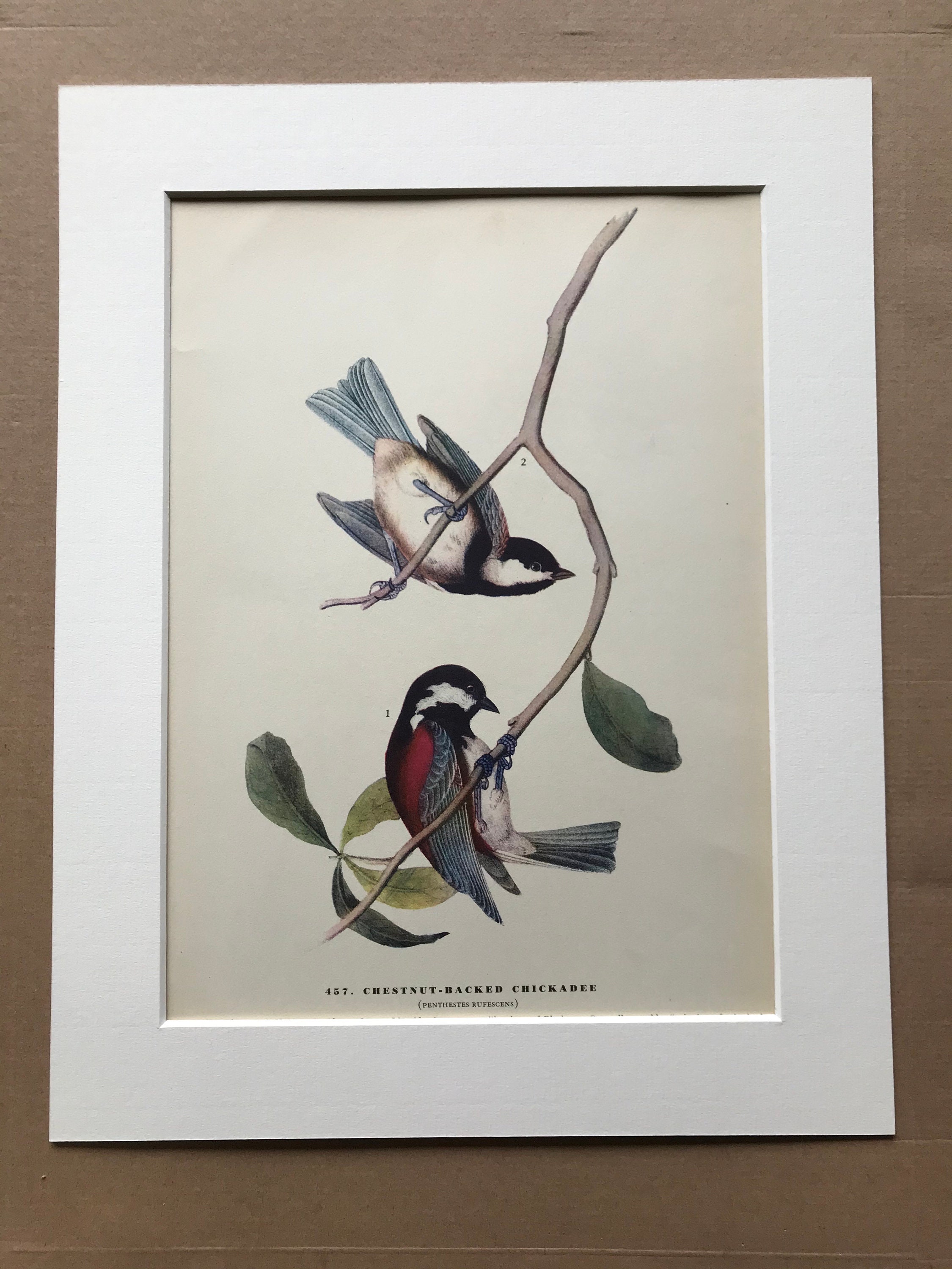 1937 Chestnut-Backed Chickadee Original Vintage Audubon Print - Mounted ...