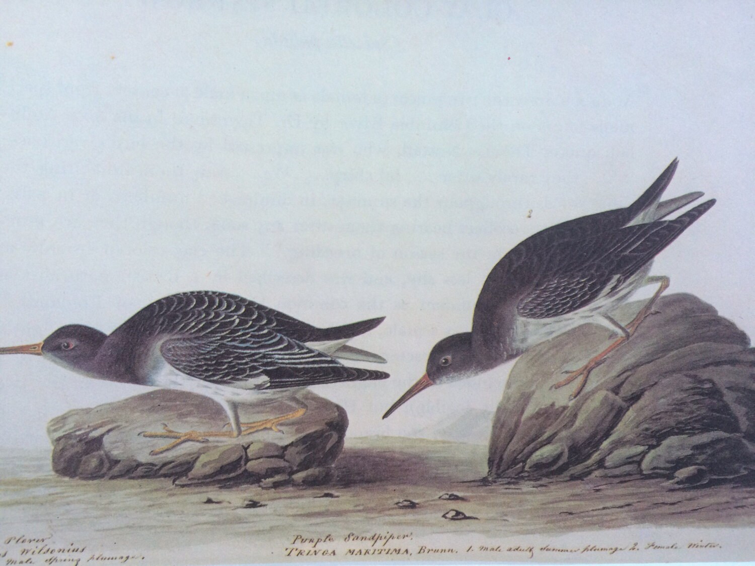 PURPLE SANDPIPER Original Vintage 1966 Audubon Print, Matted and Ready ...