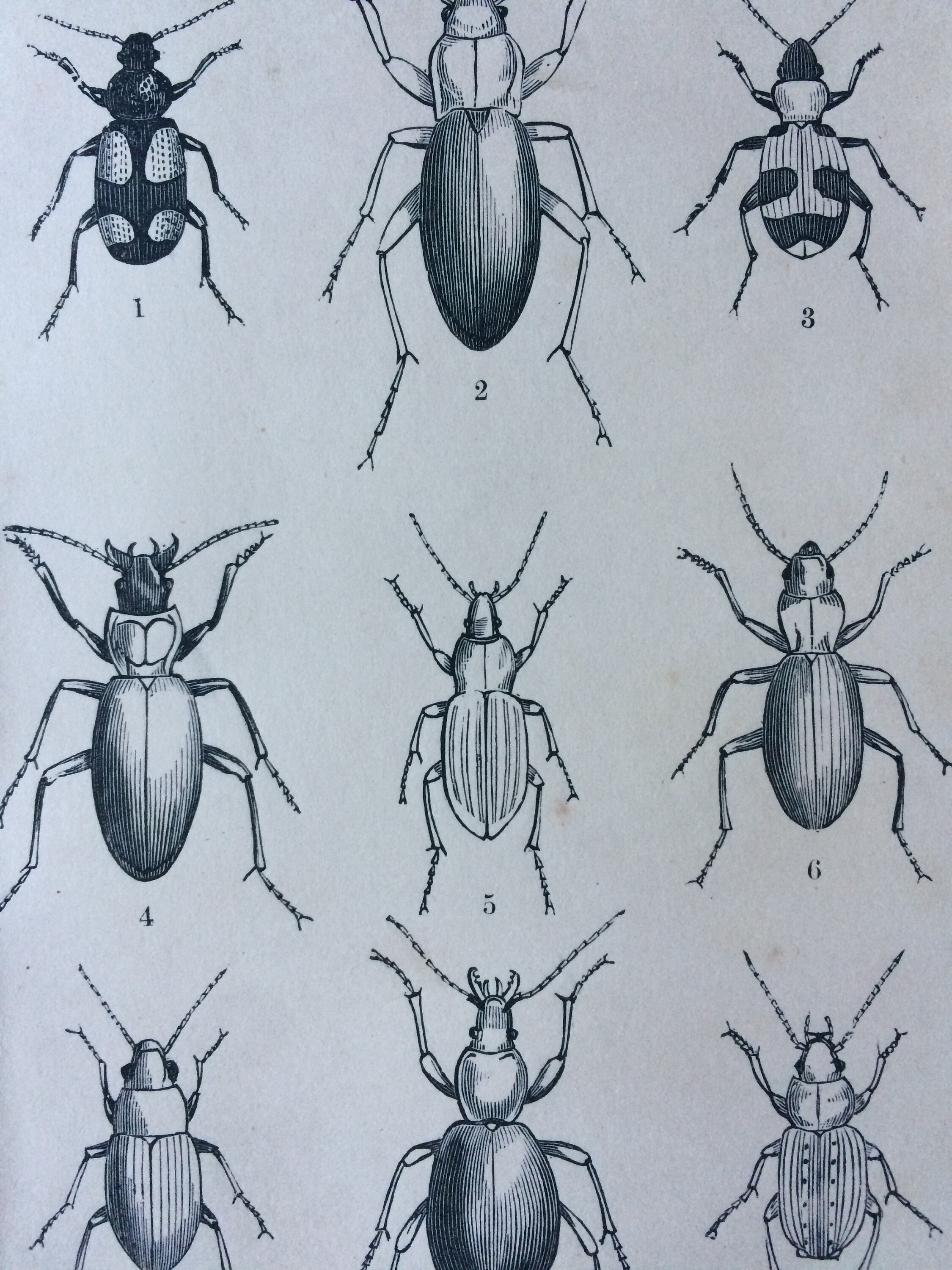 1870 Original Antique Engraving - Insects - Beetle - Coleoptera ...