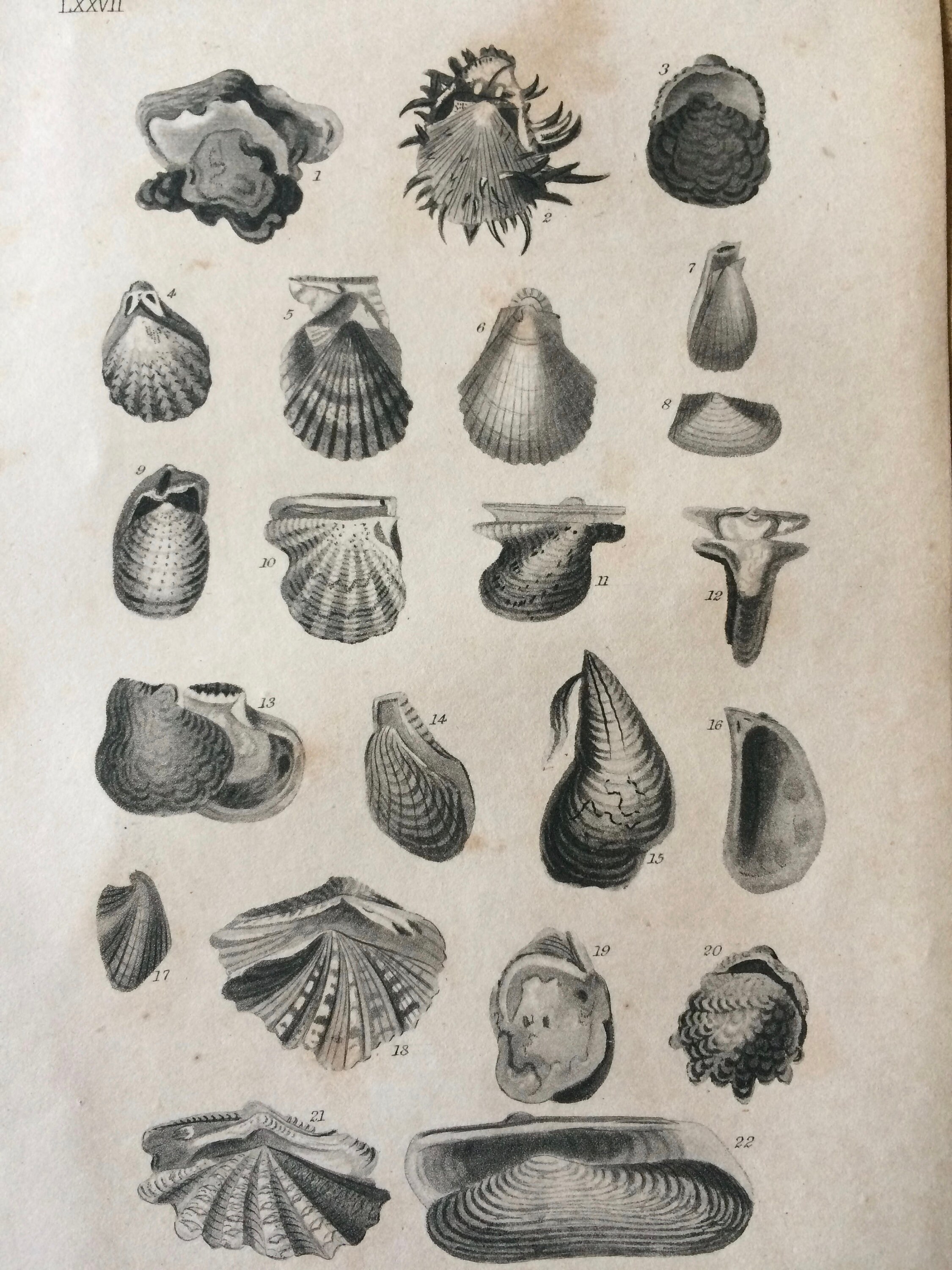 1822 Small Original Antique Shell Engraving - Mollusc - Seashell ...