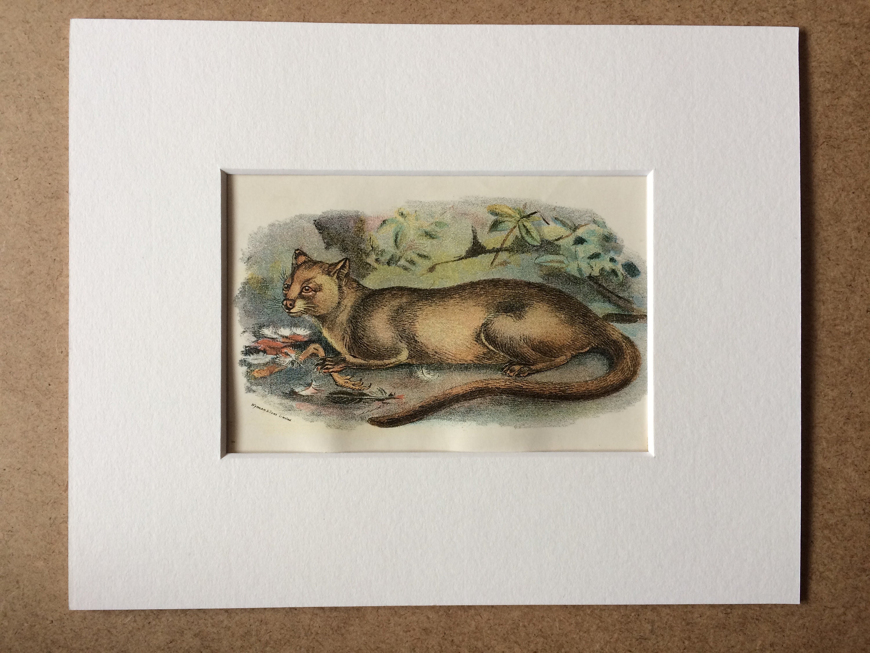 1896 Fossa Original Antique Chromolithograph - Wildlife - Natural ...