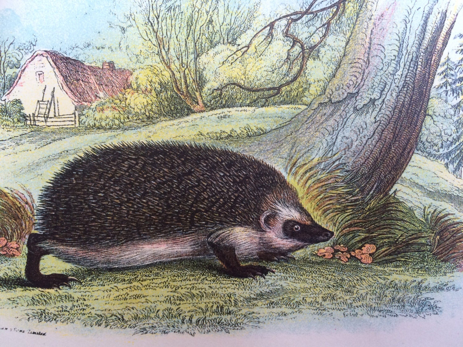 1896 Hedgehog Original Antique Matted Chromolithograph - Mammal ...