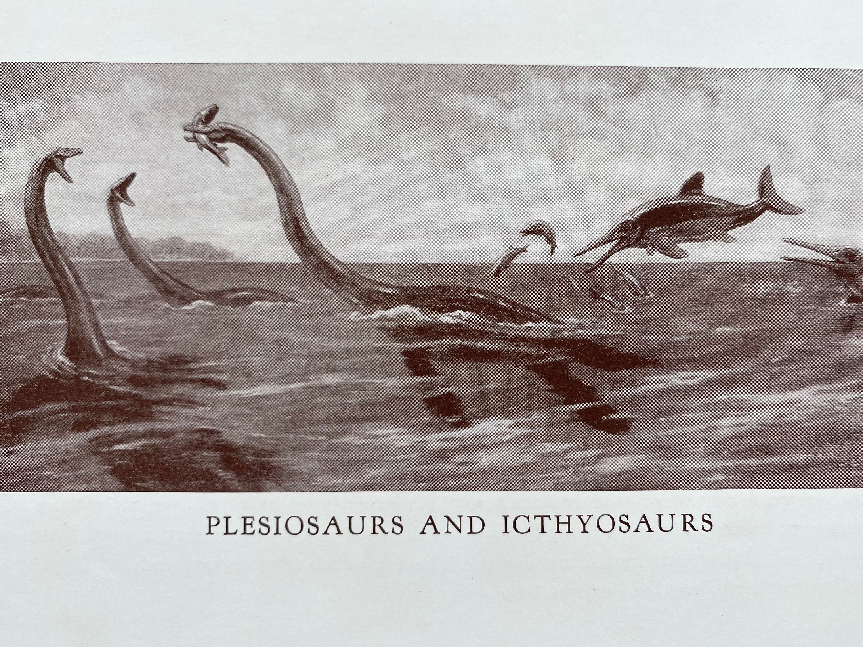 1935 Plesiosaurs and Ichthyosaurs Original Antique Print - Prehistoric ...
