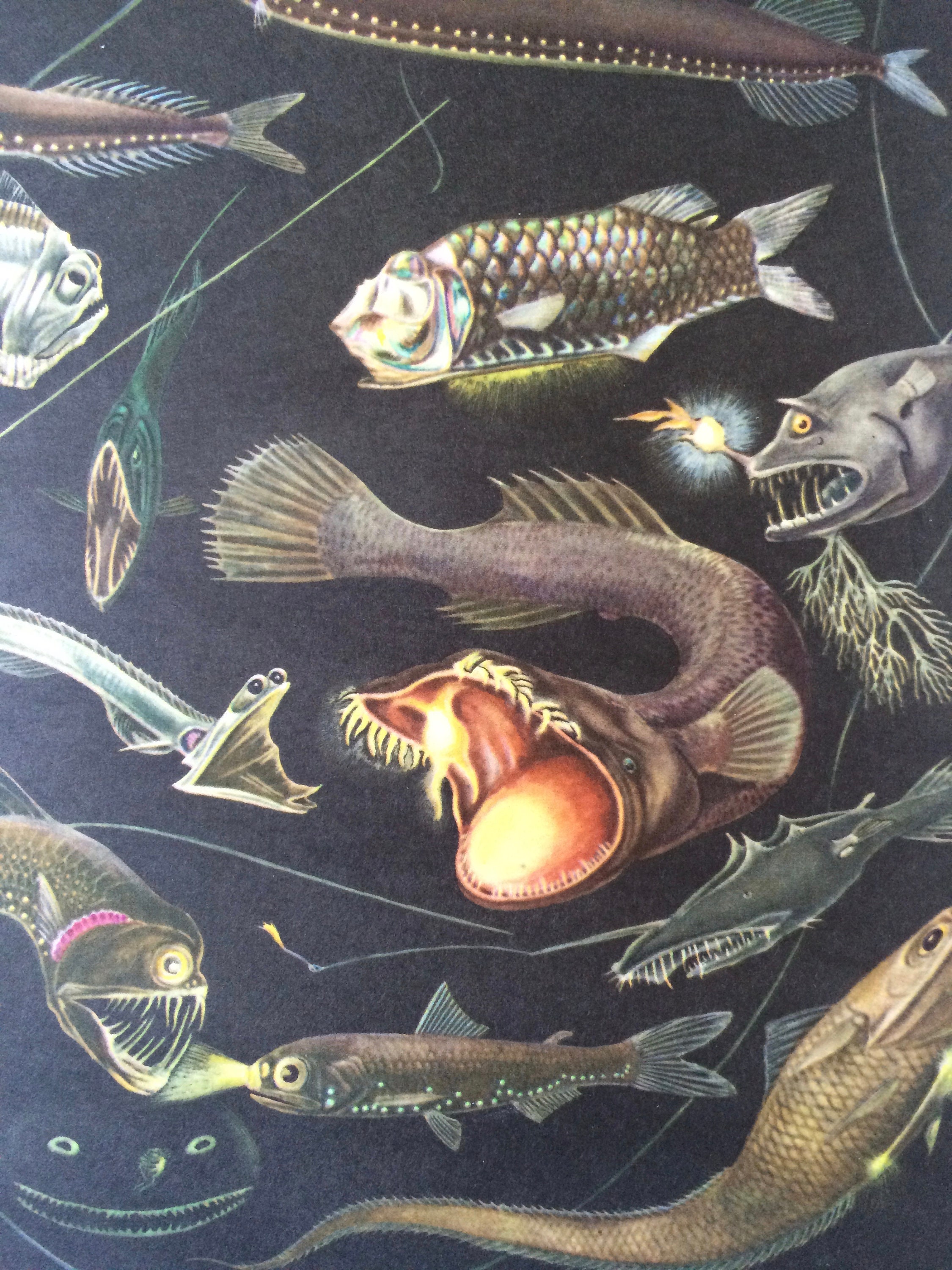 1968 Original Vintage Print - Mounted and Matted - Dragonfish ...