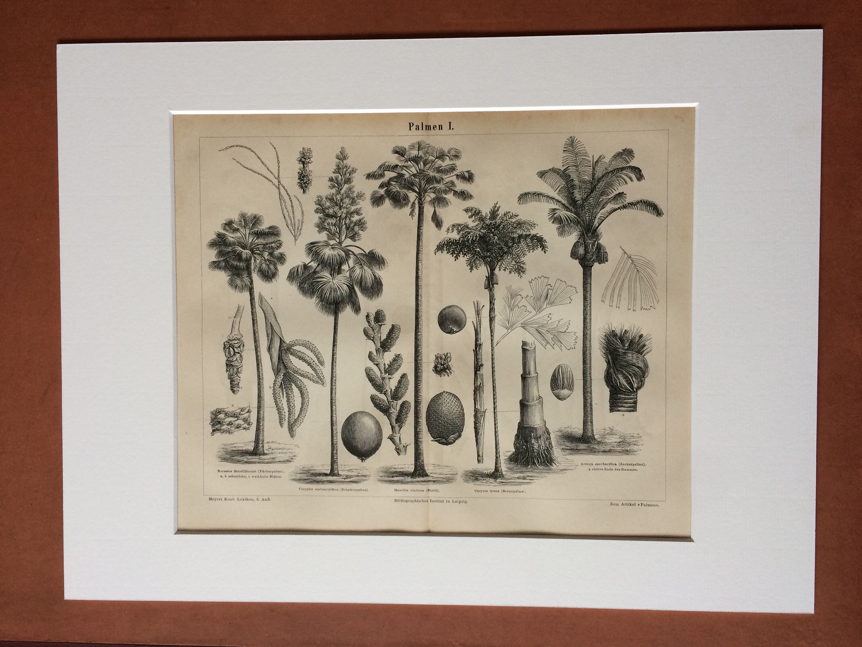 1877 Palms Large Original Antique print - Available Mounted and Matted ...