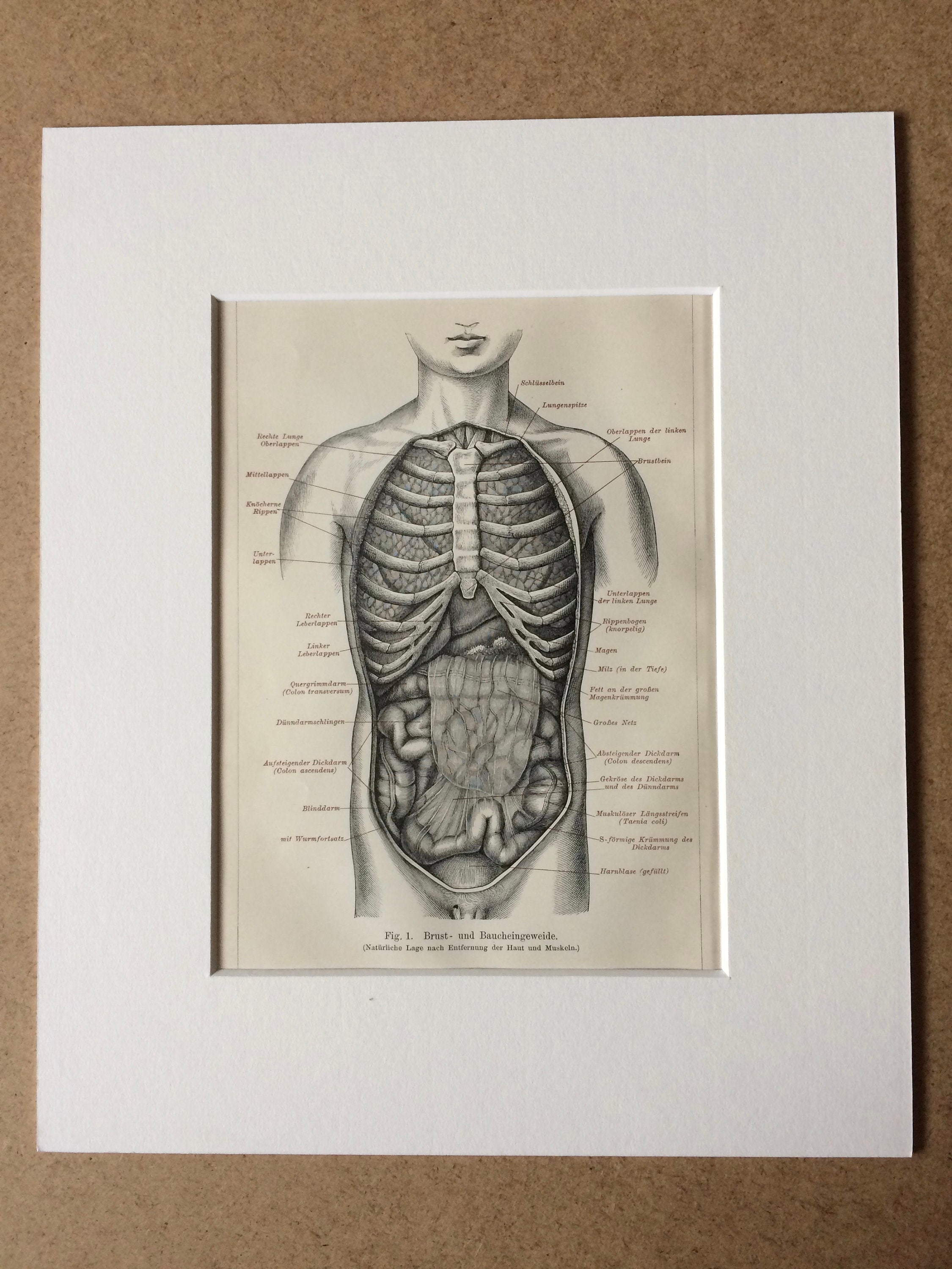 1895 Internal Organs Original Antique Lithograph - Mounted and Matted ...