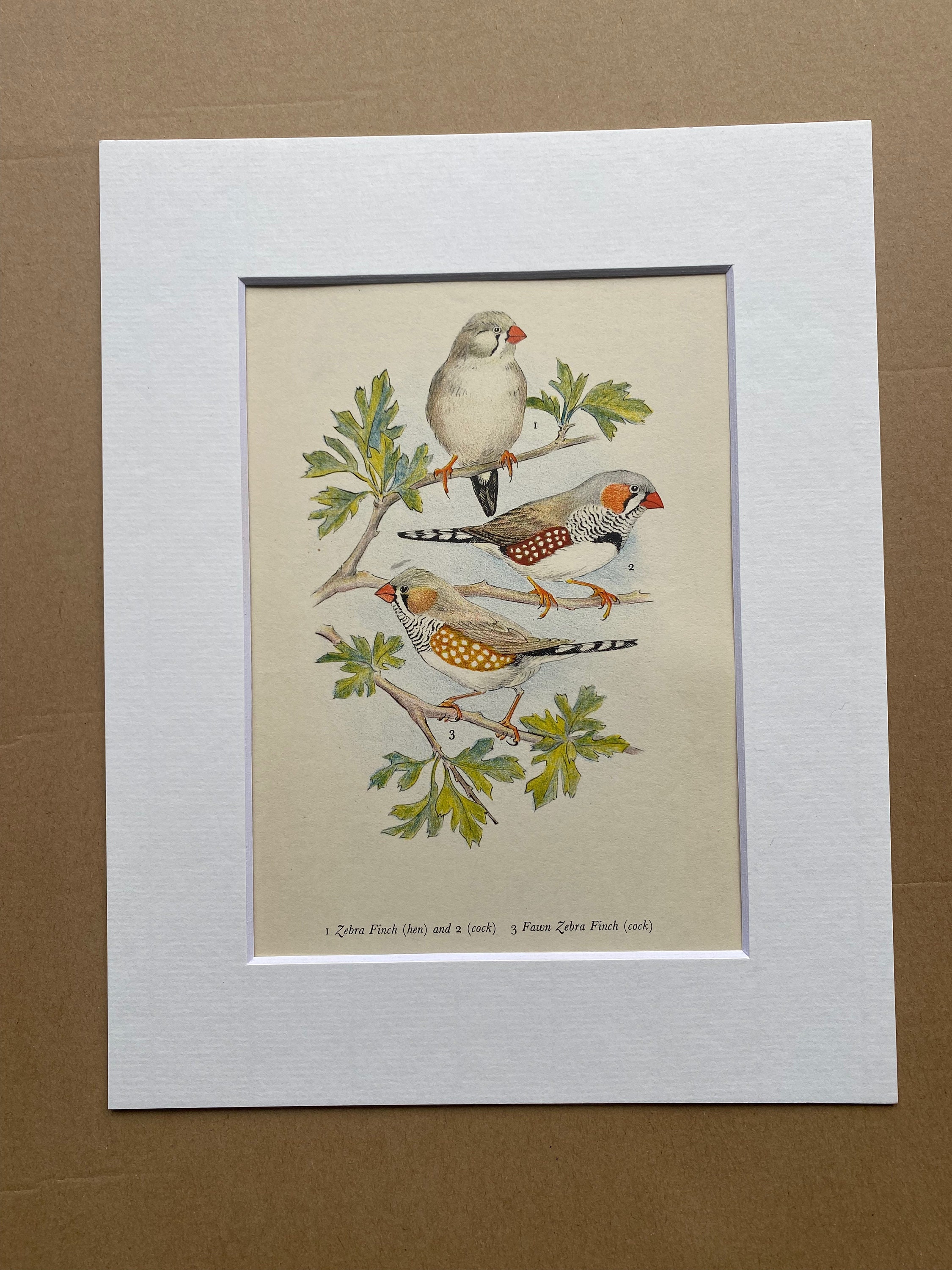 1956 Zebra Finch and Fawn Zebra Finch Original Vintage Print ...