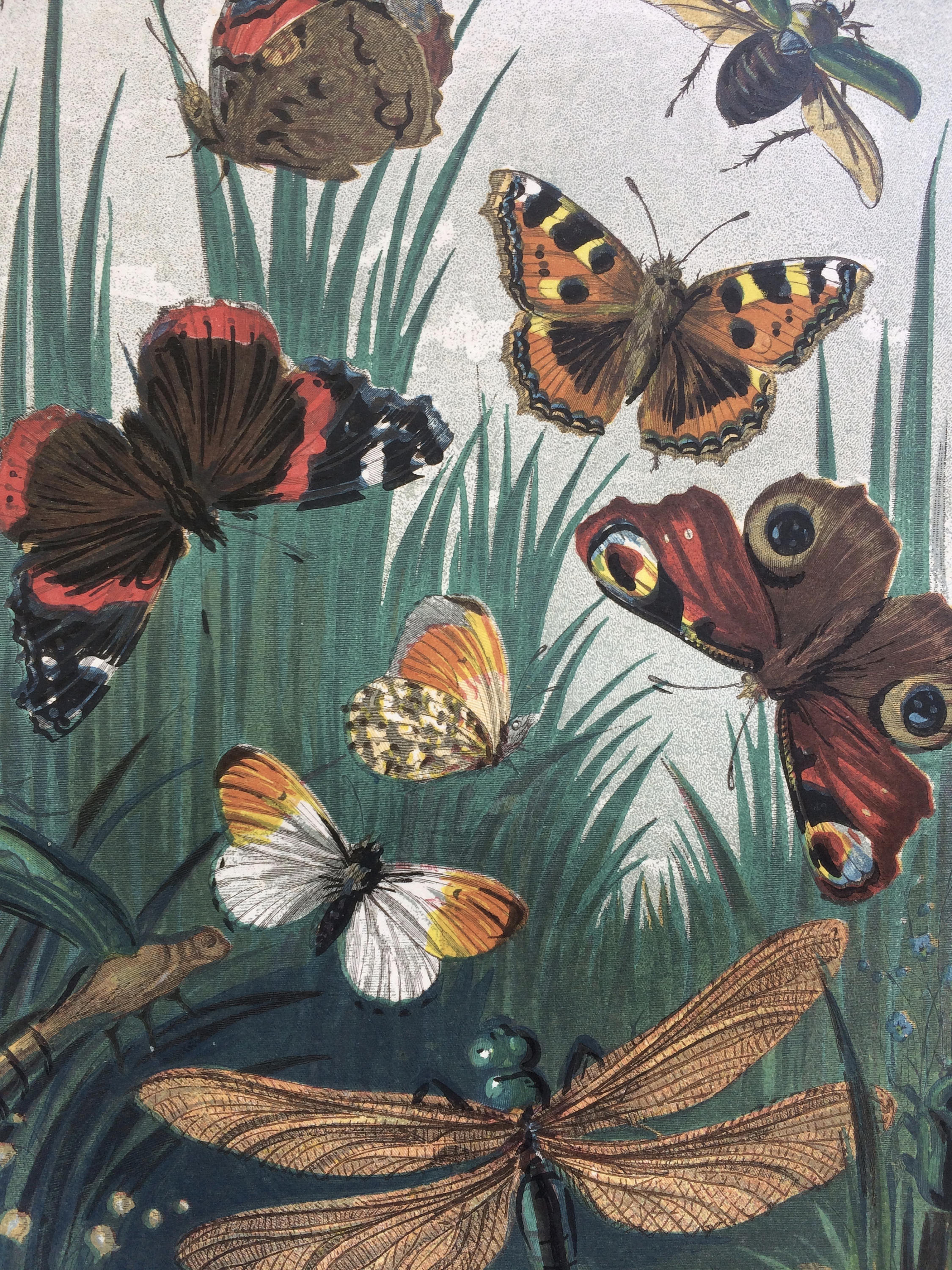 1859 Original Antique Lithograph - Butterflies & Moths - Vivid Colours ...