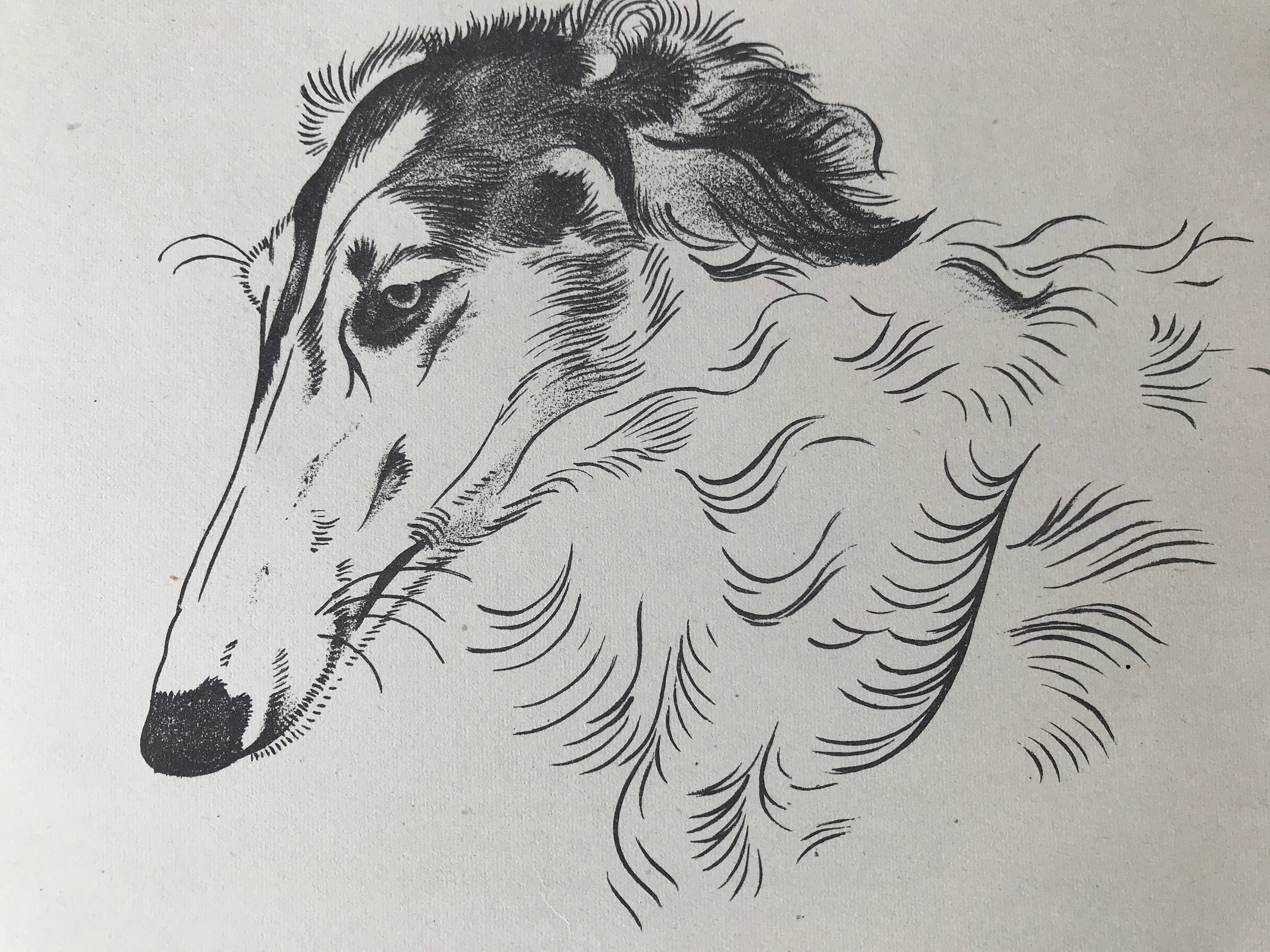 1950 Borzoi Original Vintage Illustration - Maurice Wilson - Animal Art ...